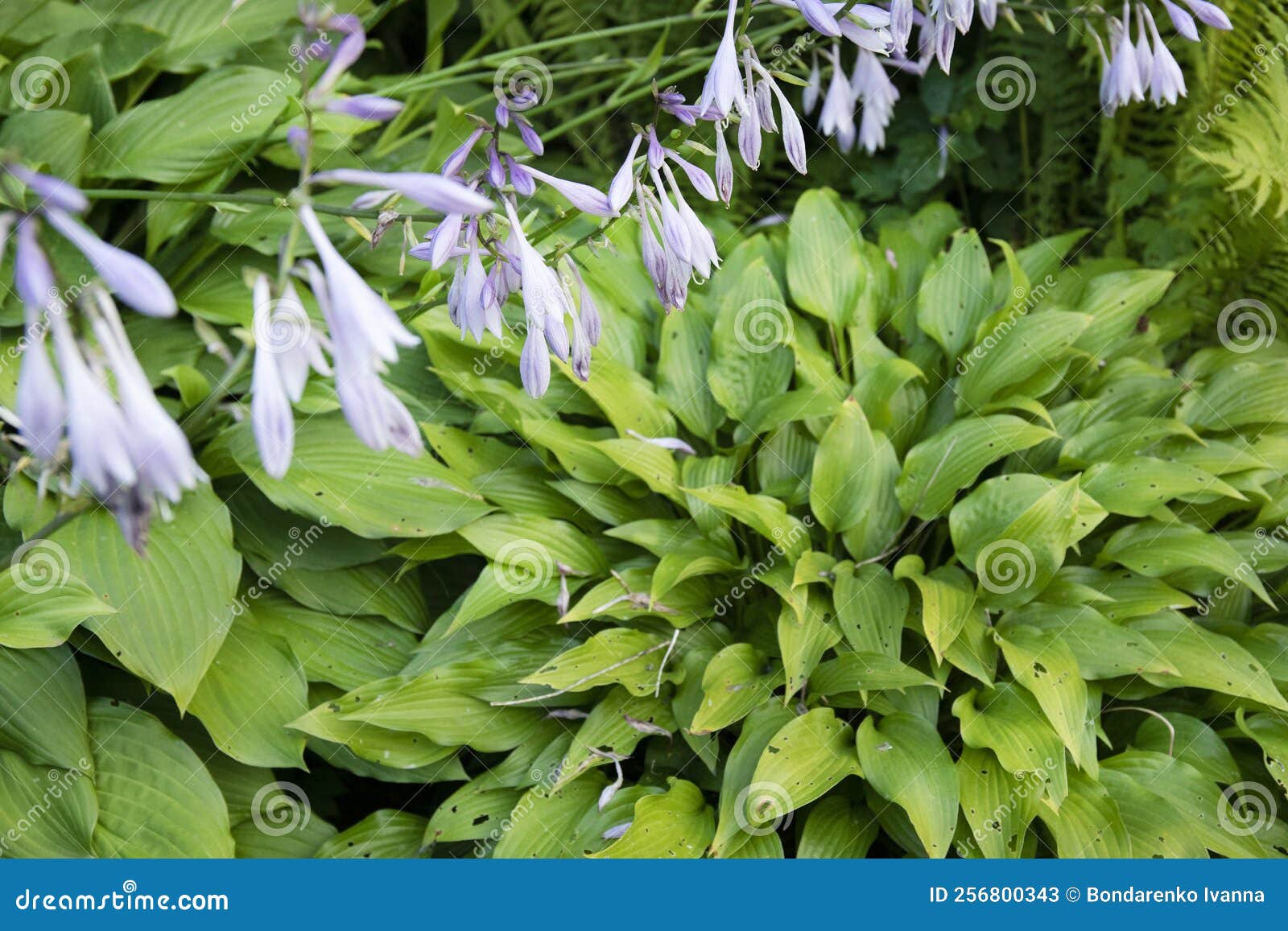 A Variegated Hosta Plant Growing in the Garden Stock Image - Image of ...