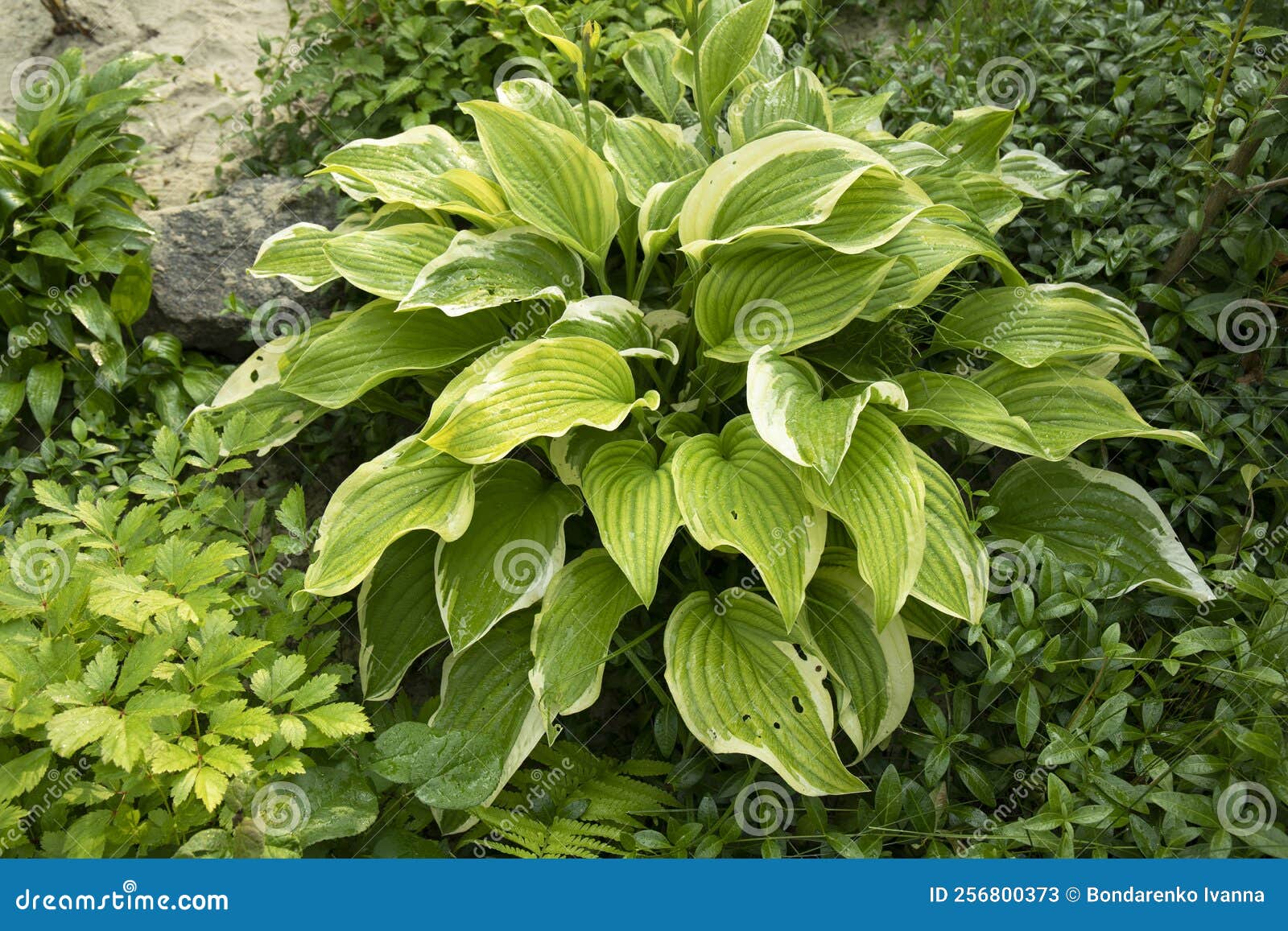 A Variegated Hosta Plant Growing in the Garden Stock Image - Image of ...