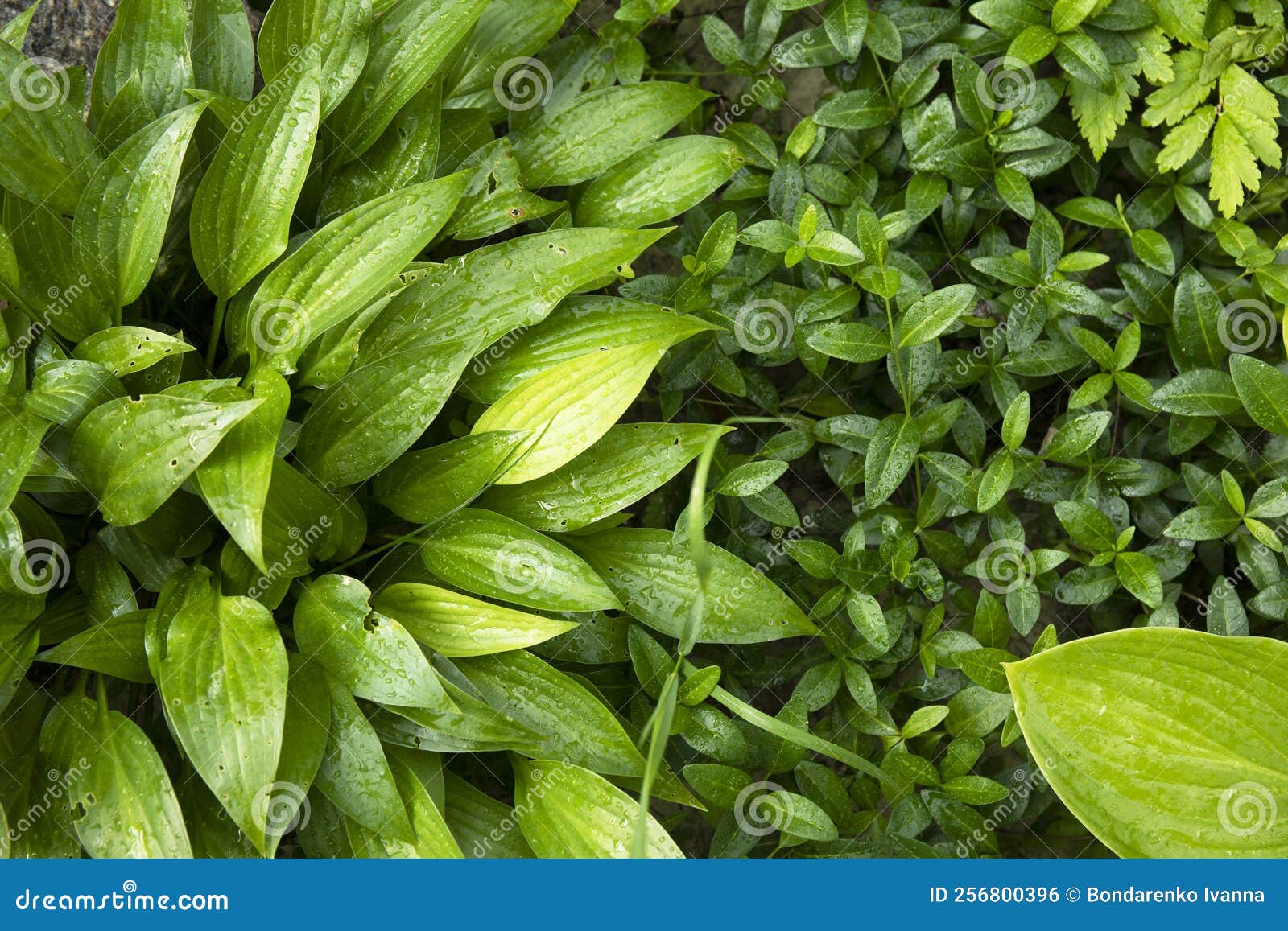 A Variegated Hosta Plant Growing in the Garden Stock Photo - Image of ...