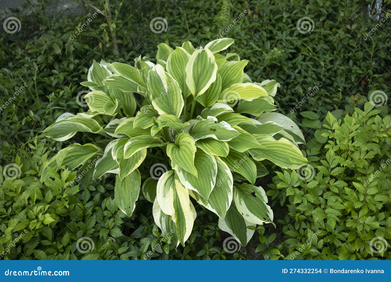 A Variegated Hosta Plant Growing in the Garden Stock Photo - Image of ...