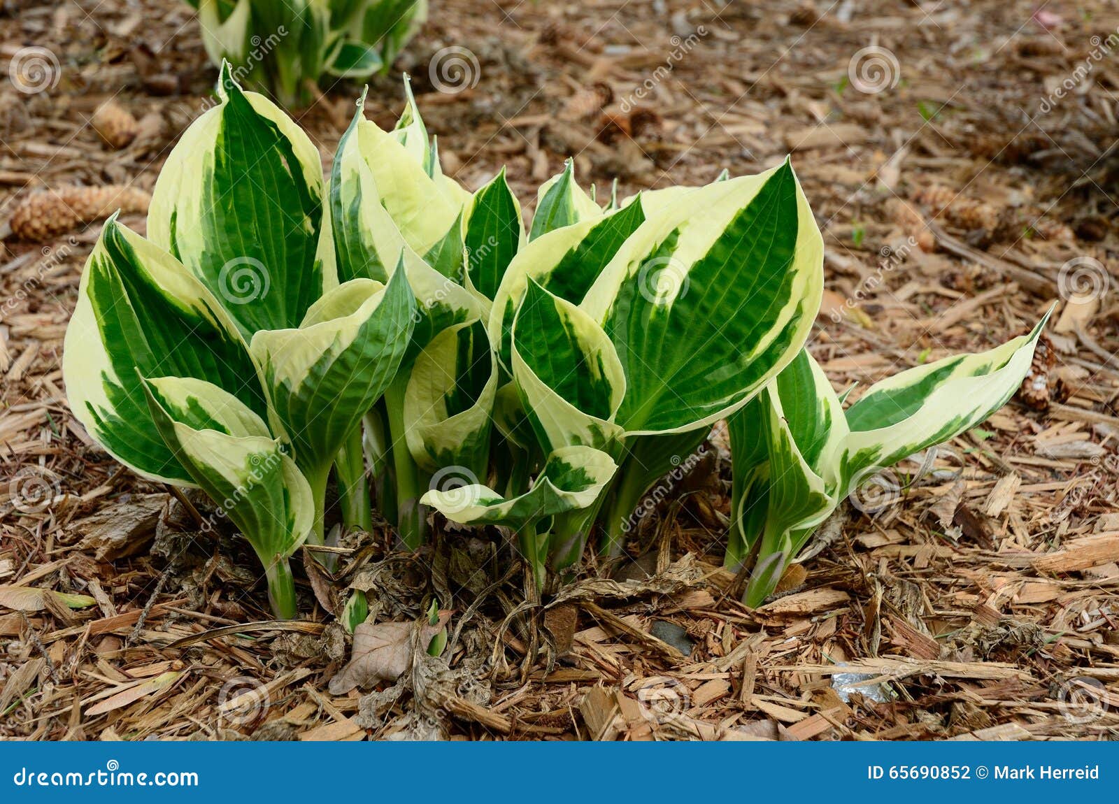 Variegated Hosta Sprouts Emerging in the Spring Stock Photo - Image of ...