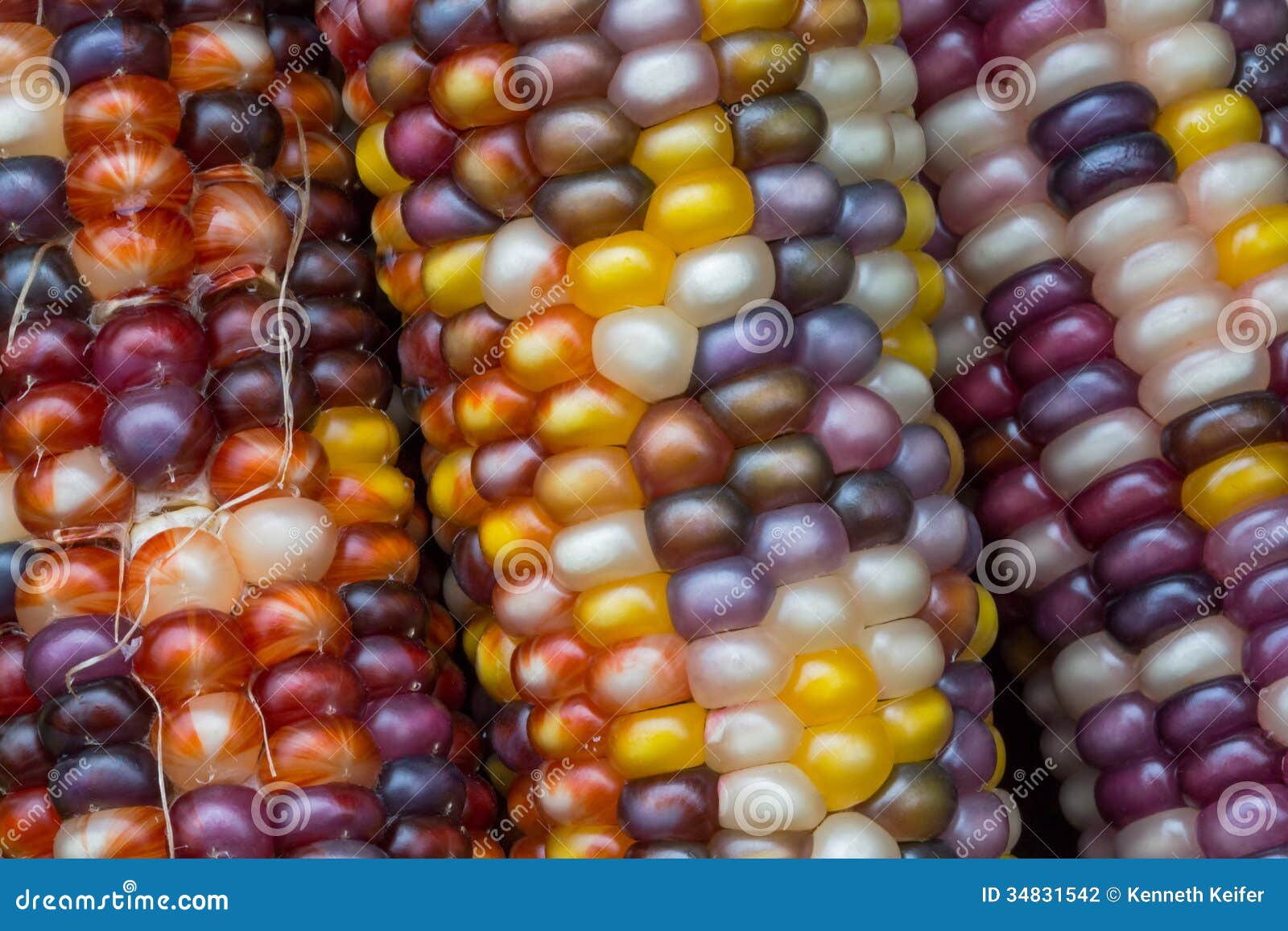 Variegated Indian Corn Stock Photography - Image: 34831542