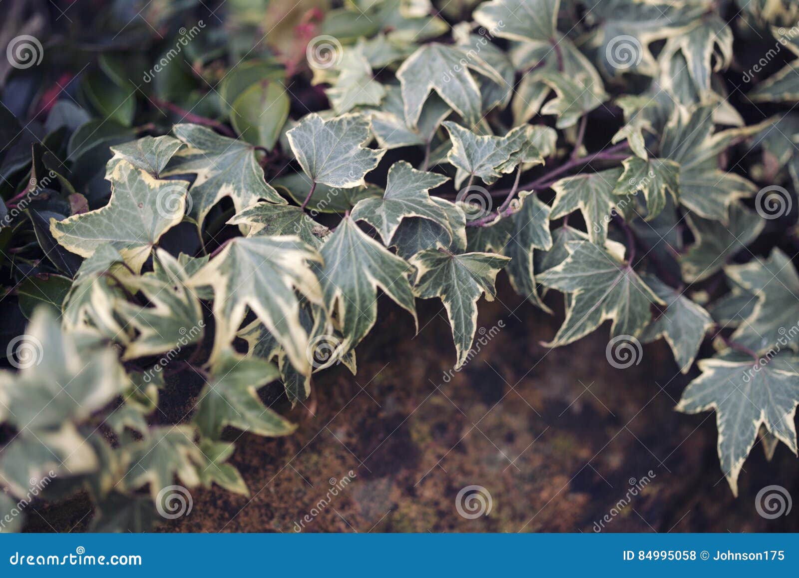 Variegated Ivy stock photo. Image of white, evergreen - 84995058