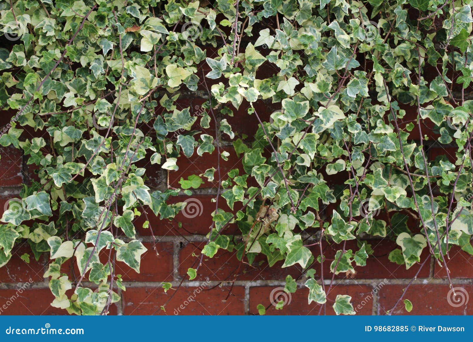 Variegated Ivy on Red Brick Wall Stock Image - Image of plants, wall ...