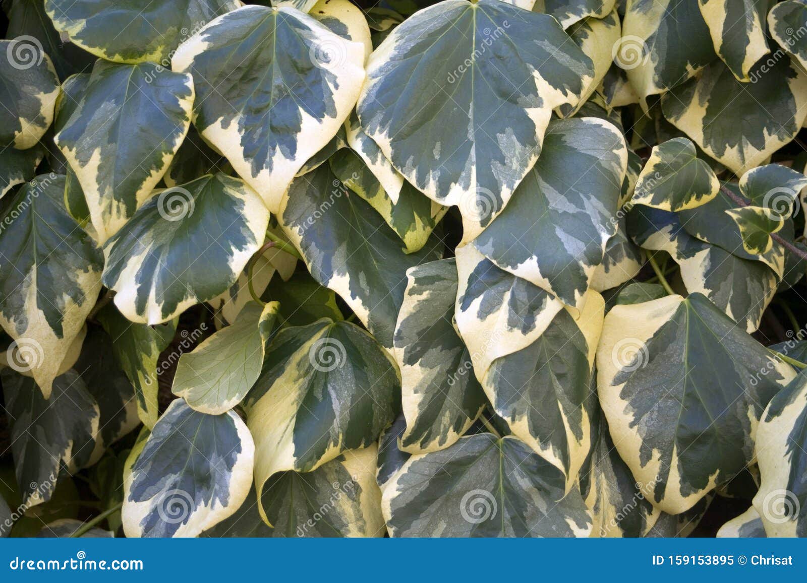 Variegated ivy stock image. Image of full, british, growth - 159153895