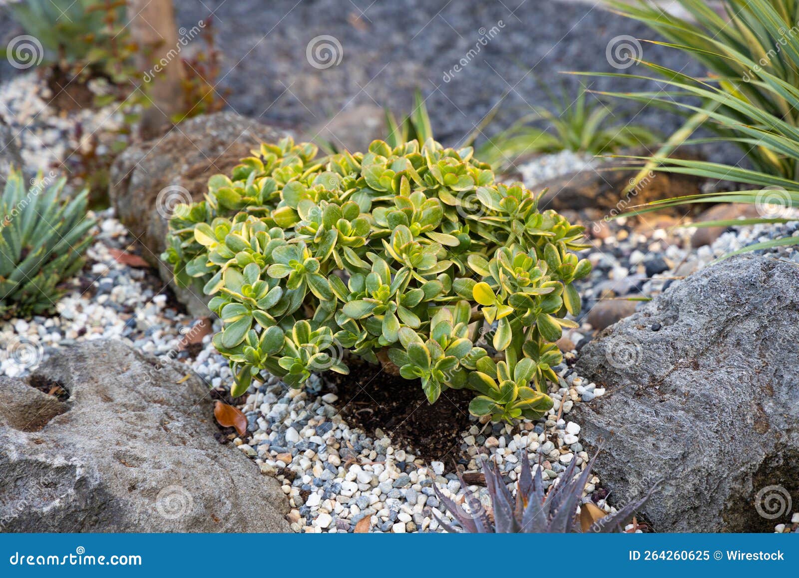 Variegated Jade Plant in the Succulent Garden Stock Image - Image of ...