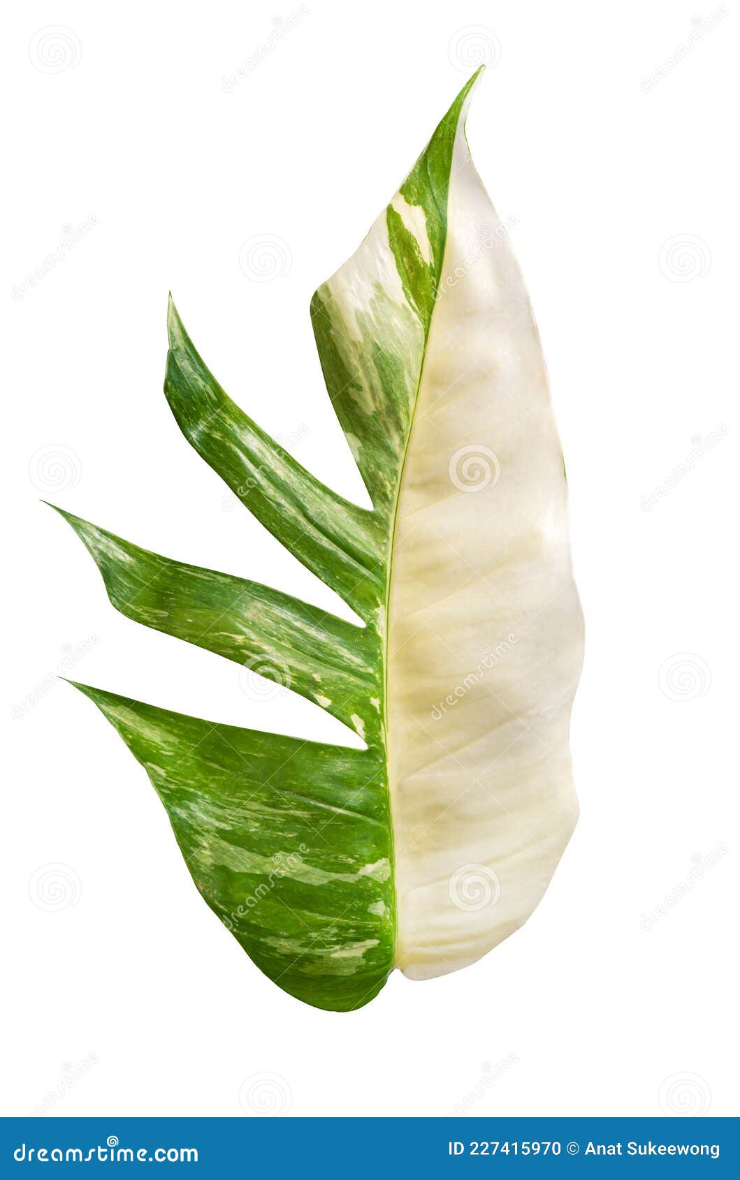 Variegated Leaf Isolated on White Background Stock Photo - Image of ...