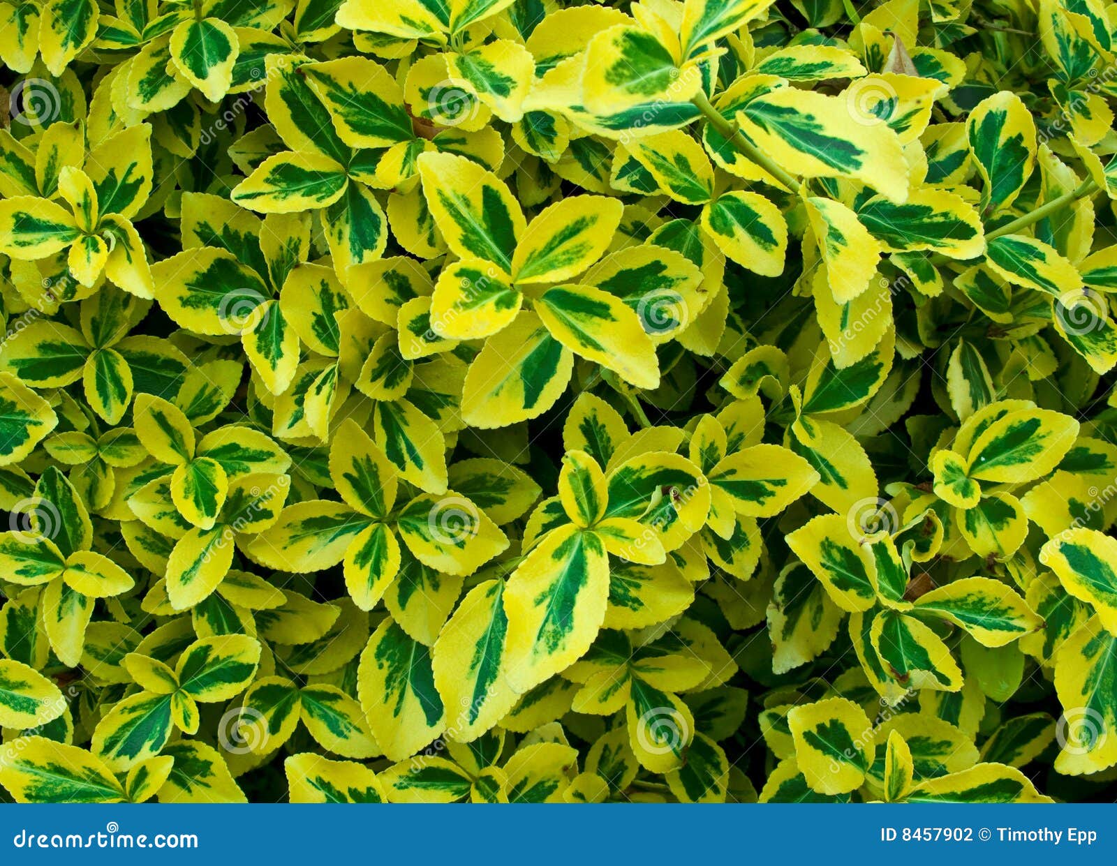 Variegated leaves stock photo. Image of abstract, dense - 8457902