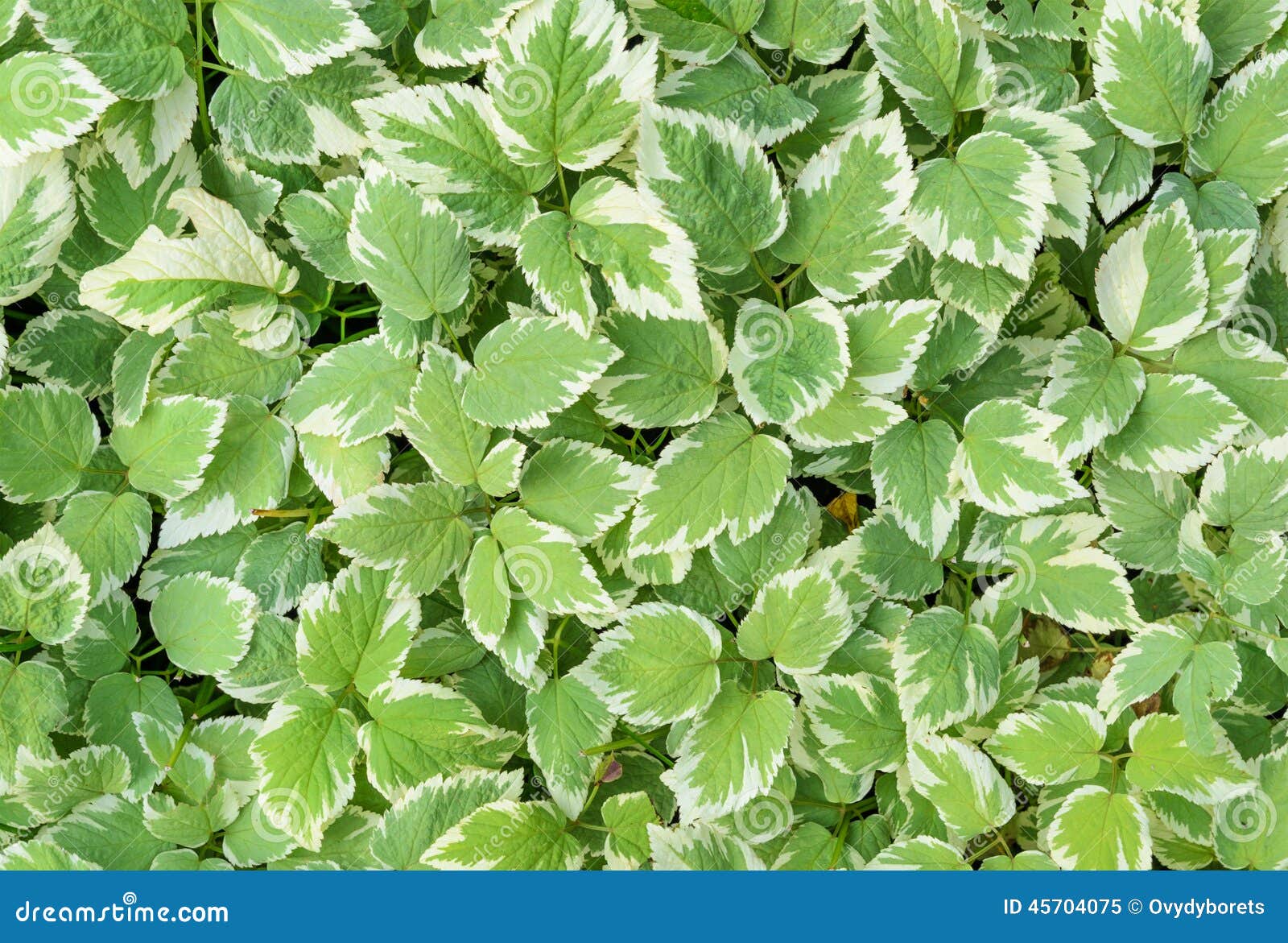 Variegated Leaves As Background Stock Image - Image of variegated, weed ...