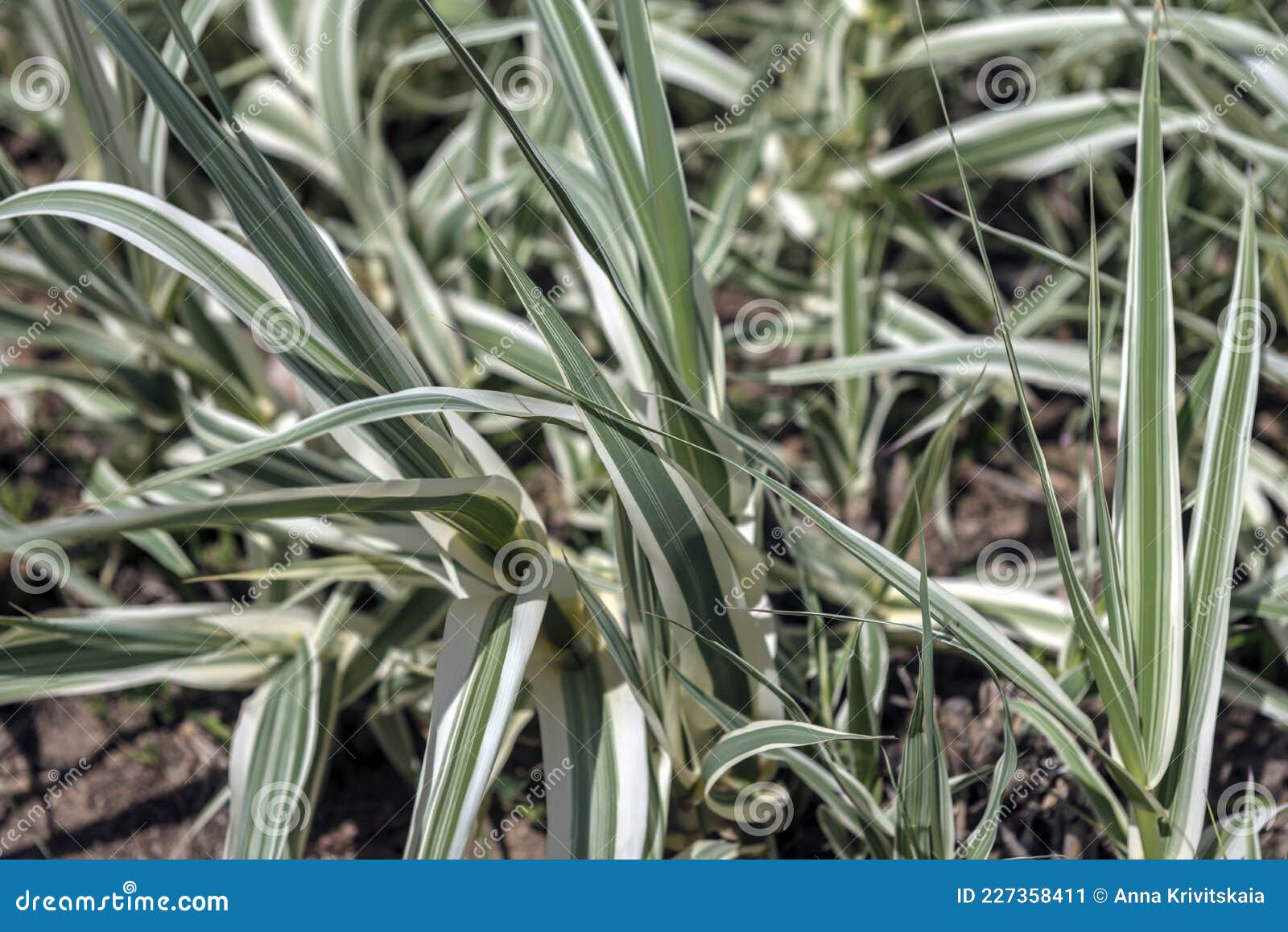 Variegated Leaves of a Giant Reed Stock Image - Image of leaf, fresh ...