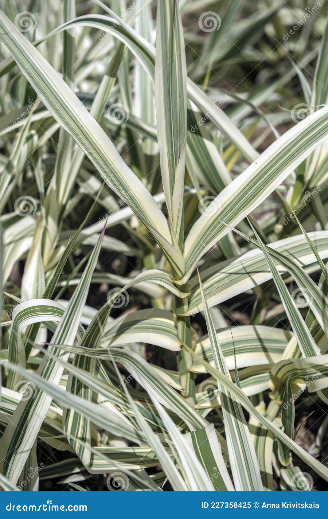 Variegated Leaves of a Giant Reed Stock Image - Image of botanic ...