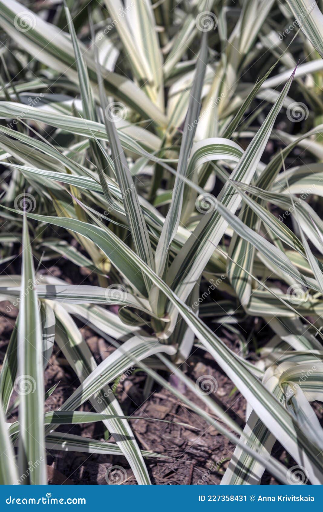 Variegated Leaves of a Giant Reed Stock Image - Image of canary ...