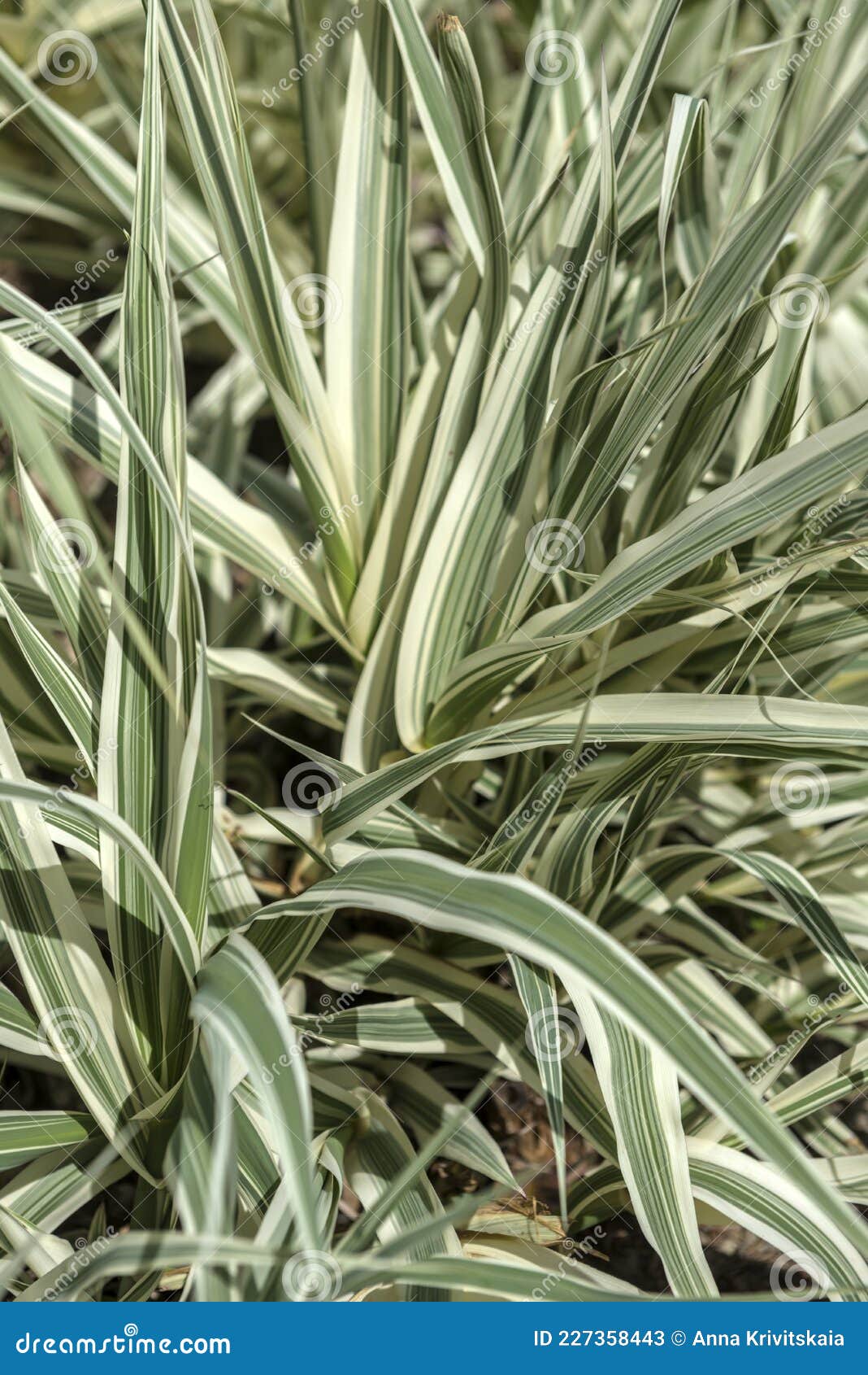 Variegated Leaves of a Giant Reed Stock Image - Image of beautiful ...