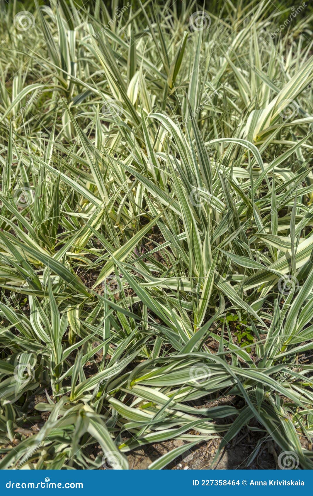 Variegated Leaves of a Giant Reed Stock Photo - Image of farm, color ...
