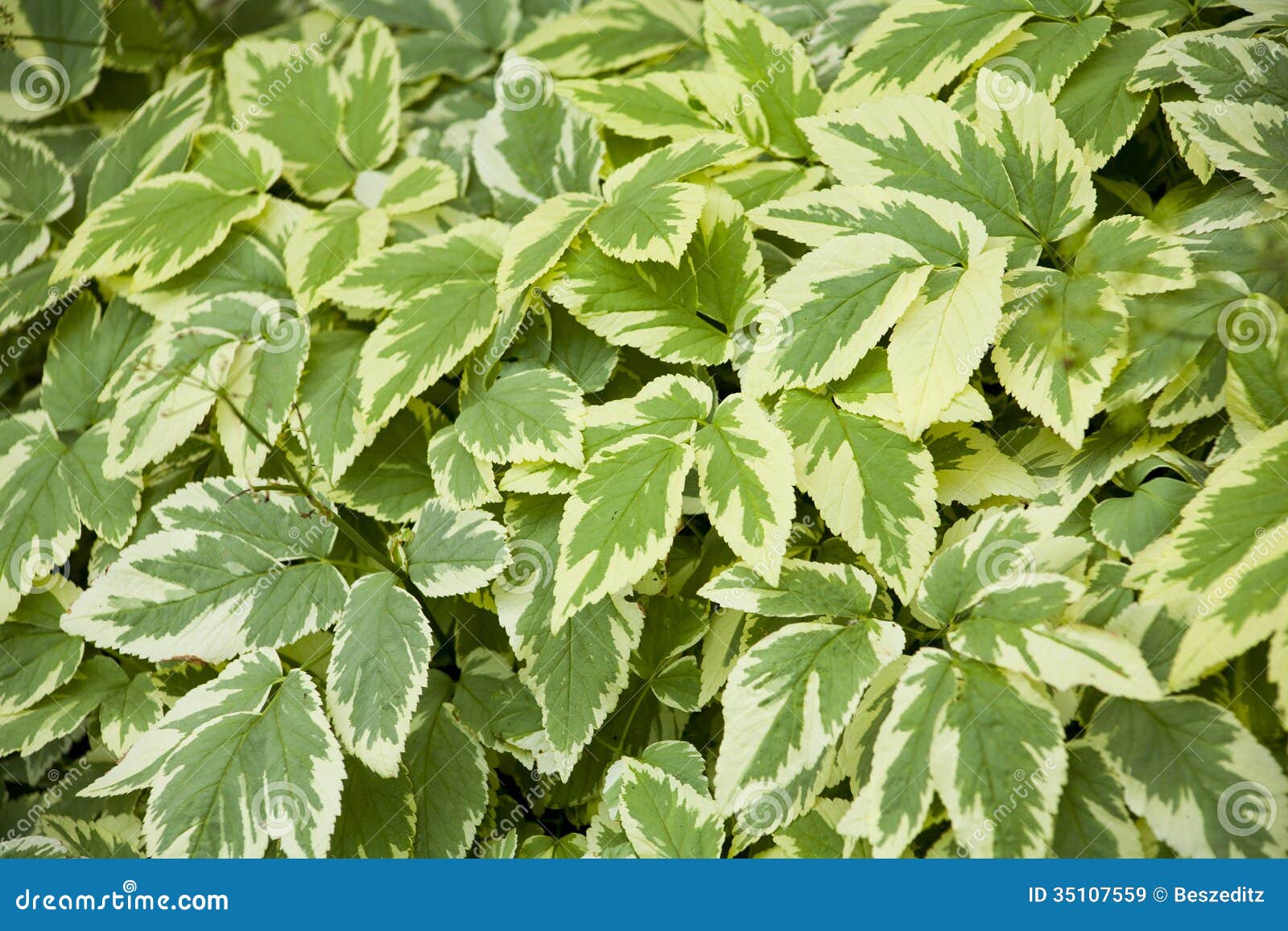 Variegated leaves stock image. Image of botanical, foliage - 35107559