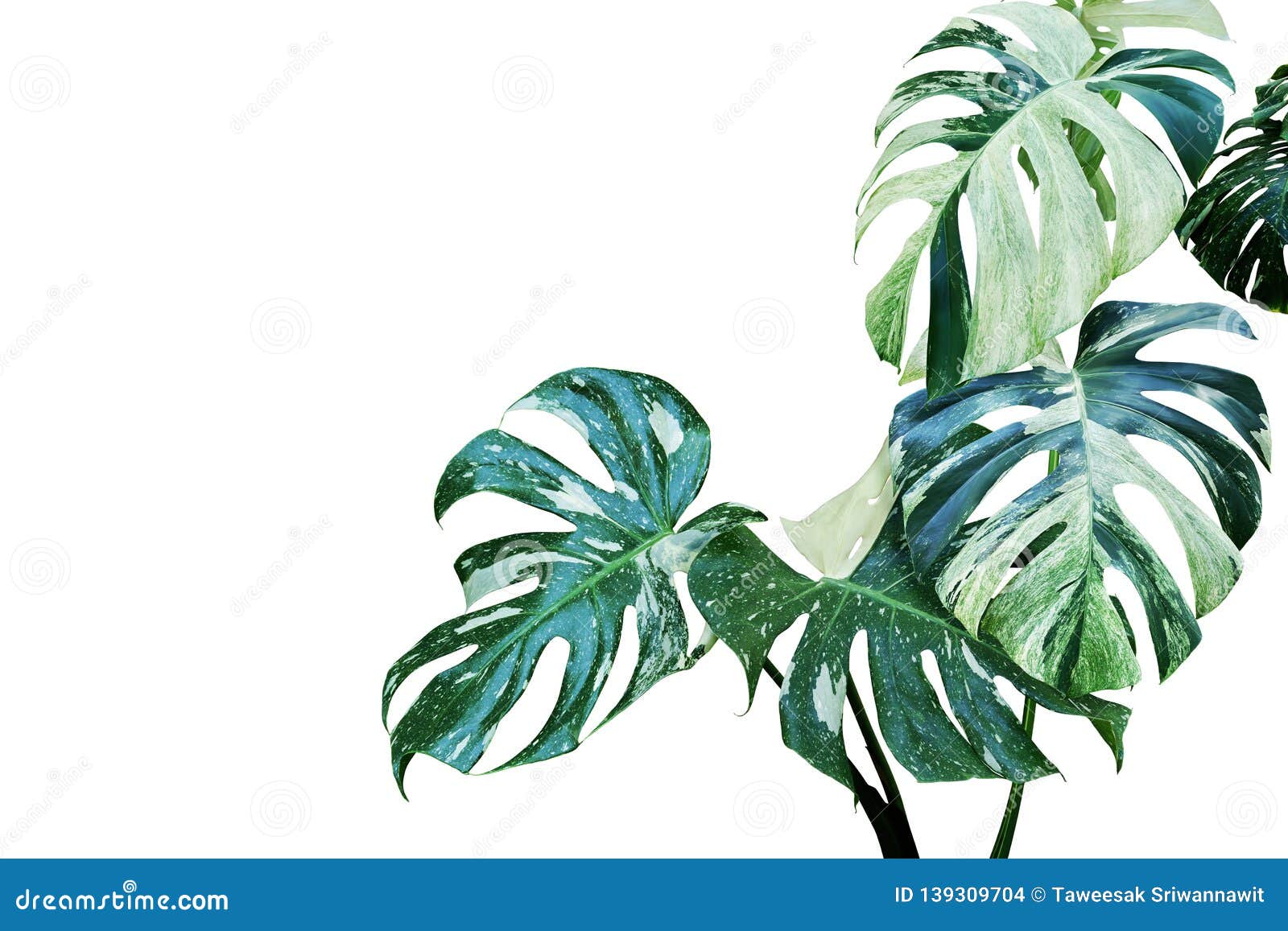 Variegated Leaves of Monstera, Split Leaf Philodendron Plant Isolated ... Variegated Leaves of Monstera, Split Leaf Philodendron Plant Isolated ...