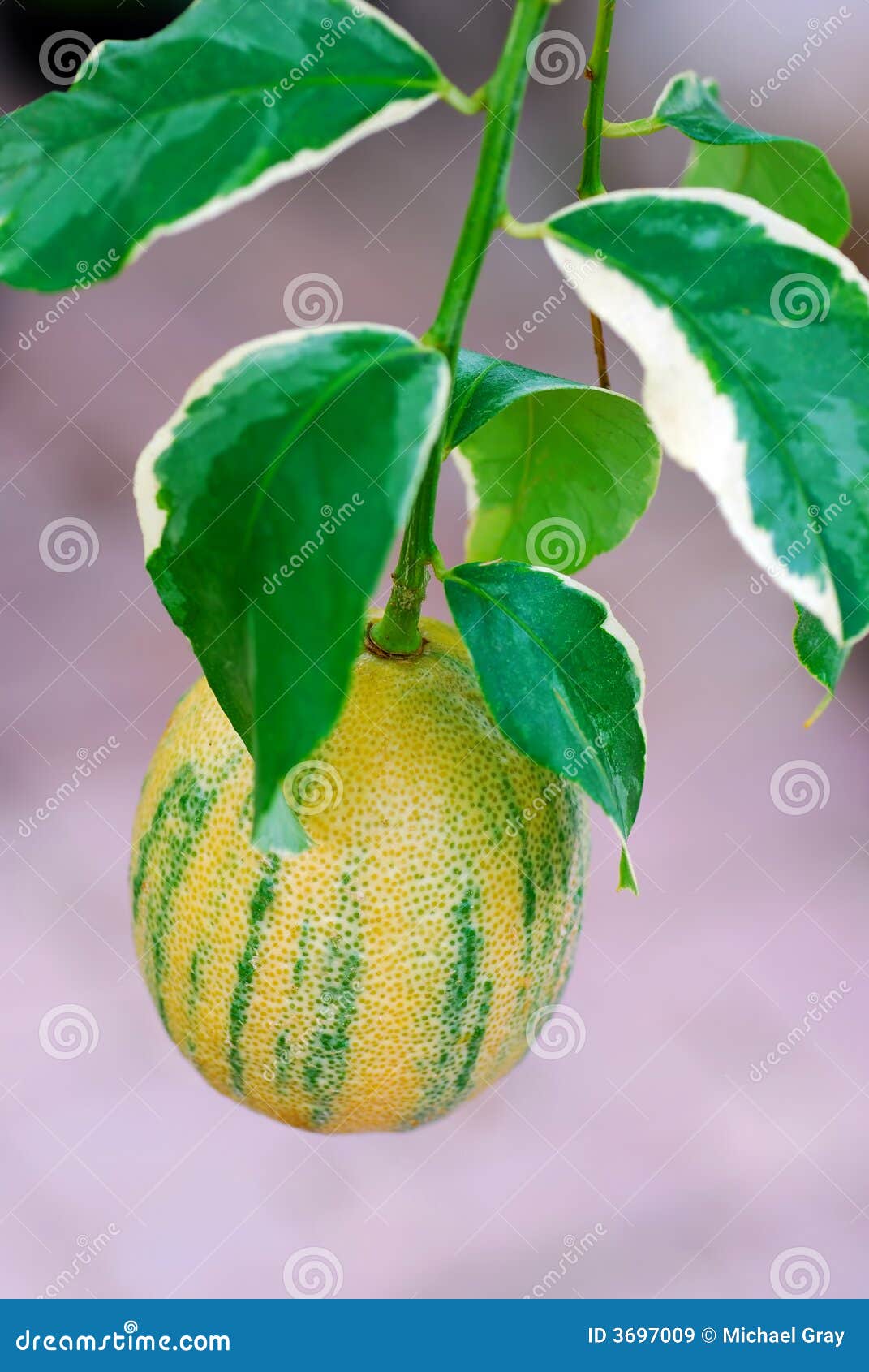 Variegated Lemon stock image. Image of object, fruit, color - 3697009