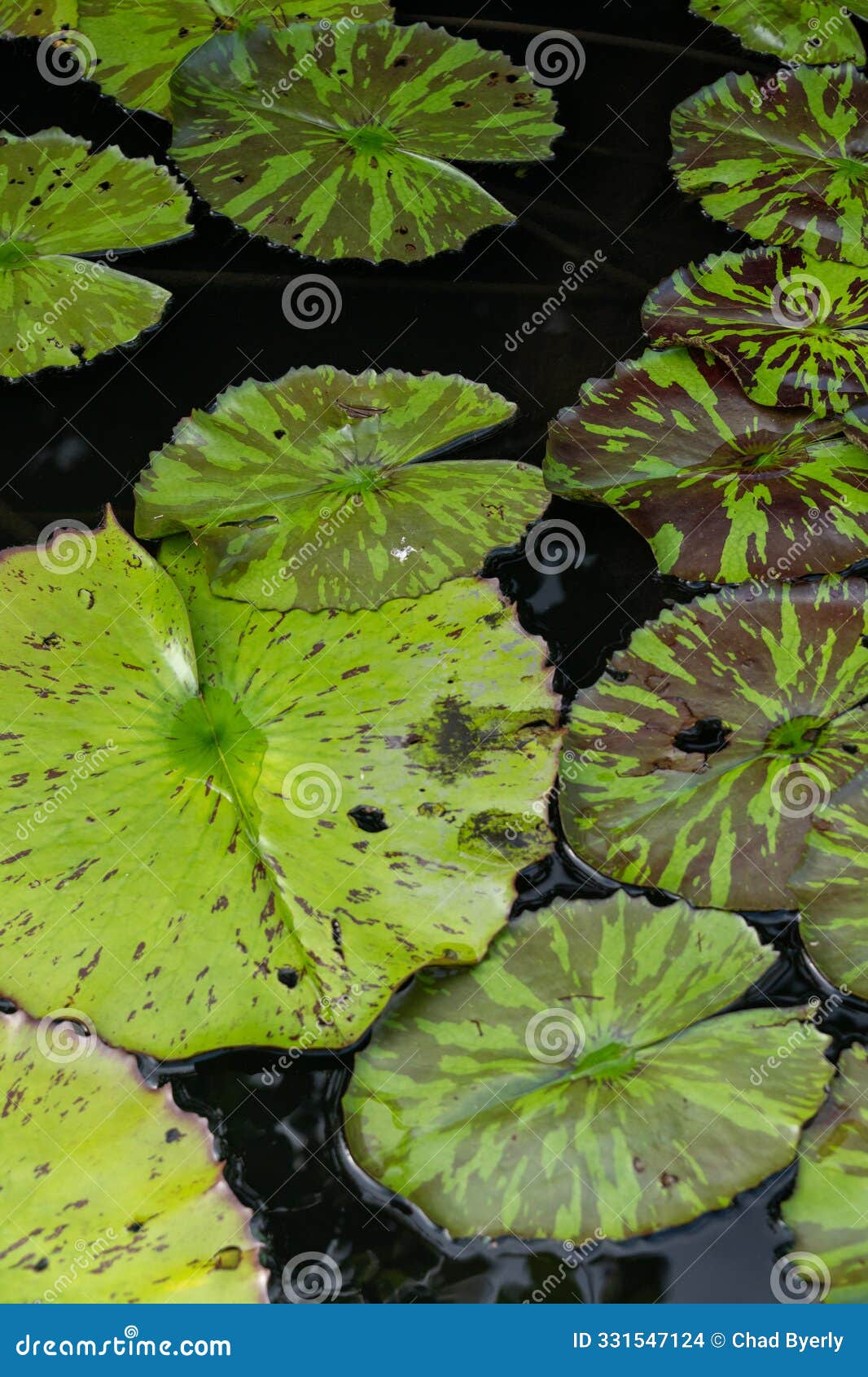 Variegated Lily Pads with Intricate Patterns Float on Dark, Reflective ...