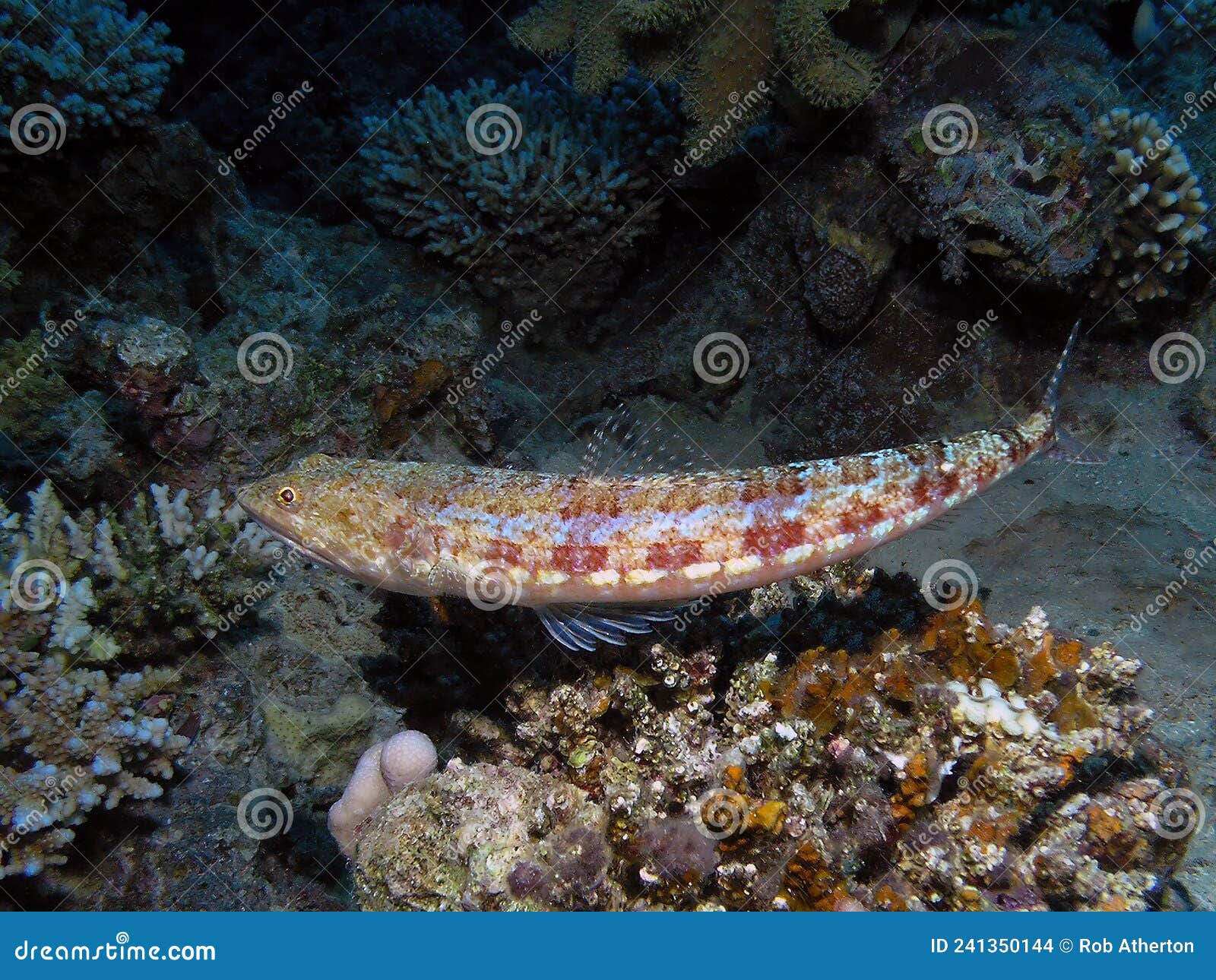 Variegated Lizardfish Synodus Variegatus in the Red Sea Stock Photo ...