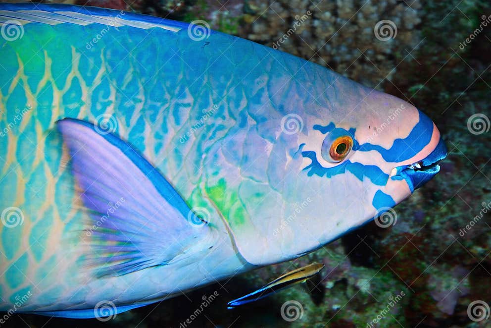 Variegated Makeup of Parrot Fish, Maldives Stock Image - Image of ...