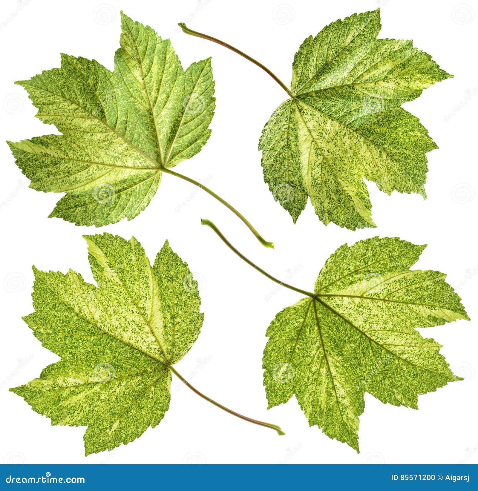 Variegated maple leaf stock photo. Image of garden, maple - 85571200
