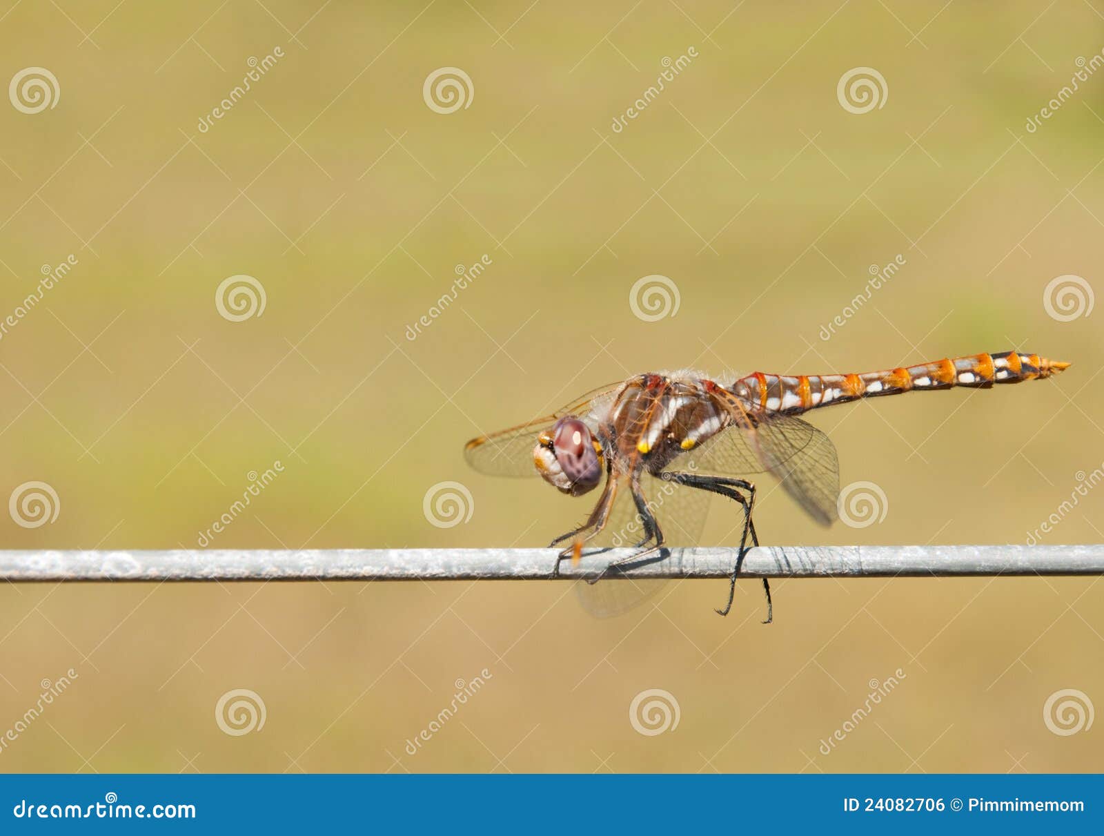 Variegated Meadowhawk Dragonfly Stock Photo - Image of space, clppe ...