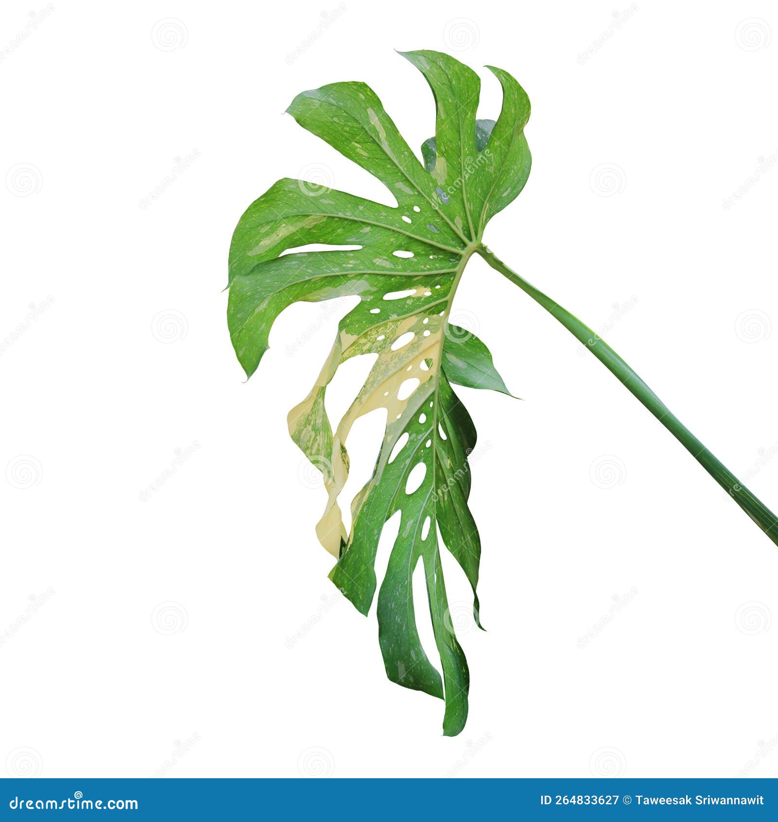 Two Variegated Monstera Deliciosa Albo Leaves, Tropical Houseplant ...
