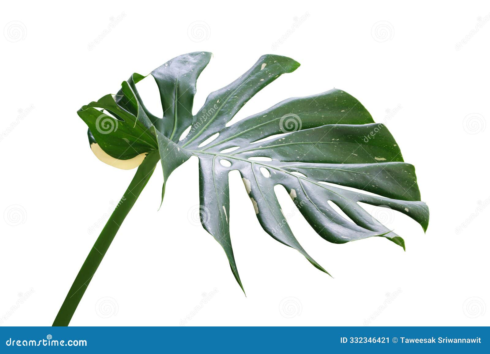 Two Variegated Monstera Deliciosa Albo Leaves, Tropical Houseplant ...