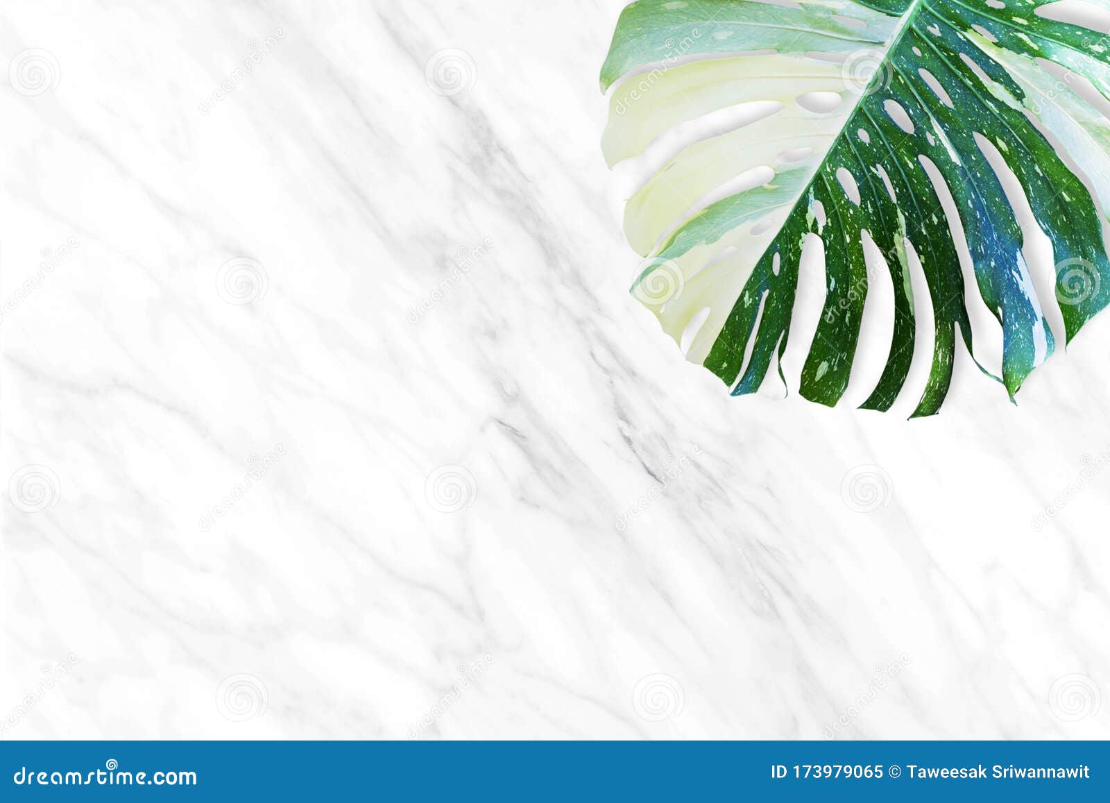 Variegated Monstera Leaf on Natural White Marble Background Top View ... Variegated Monstera Leaf on Natural White Marble Background Top View ...