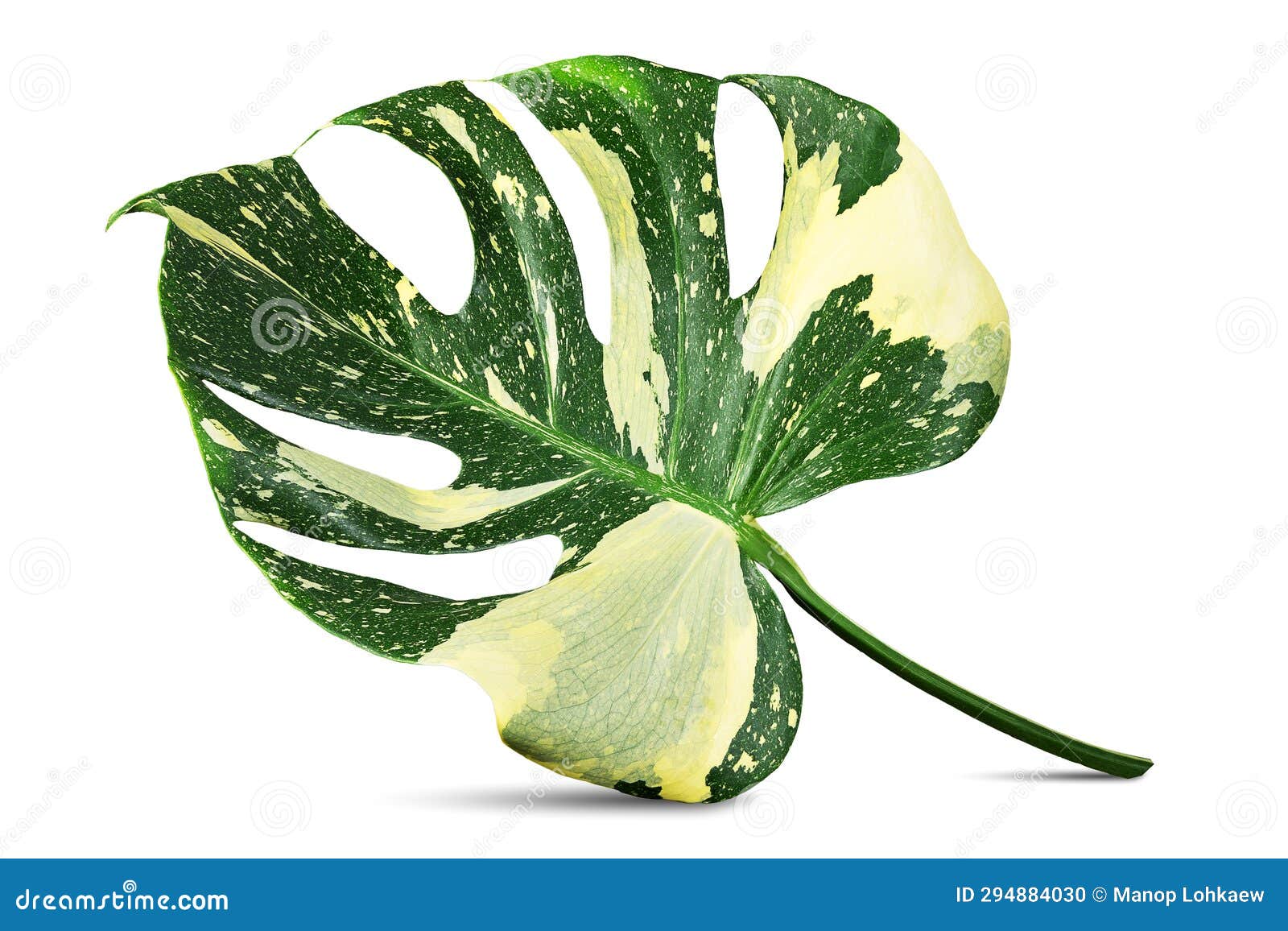 Variegated Monstera Leaf on White Background with Clipping Path Stock ...
