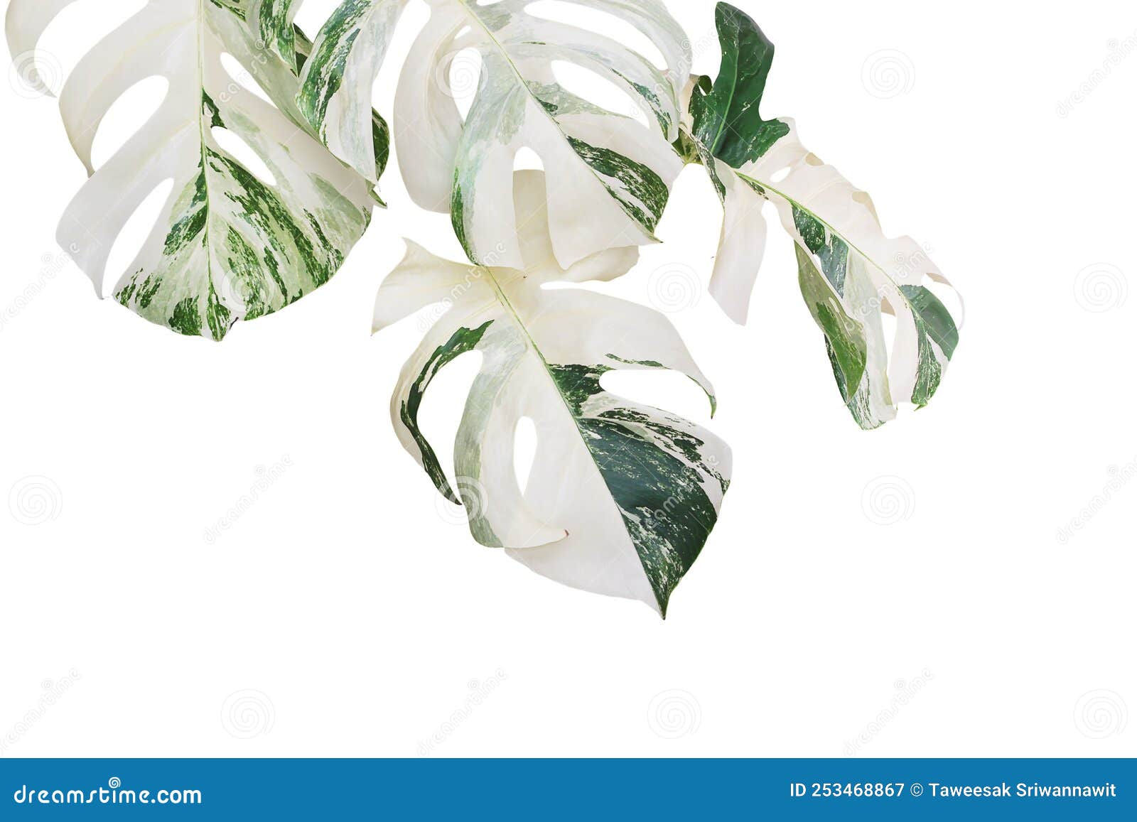 Two Variegated Monstera Deliciosa Albo Leaves, Tropical Houseplant ...