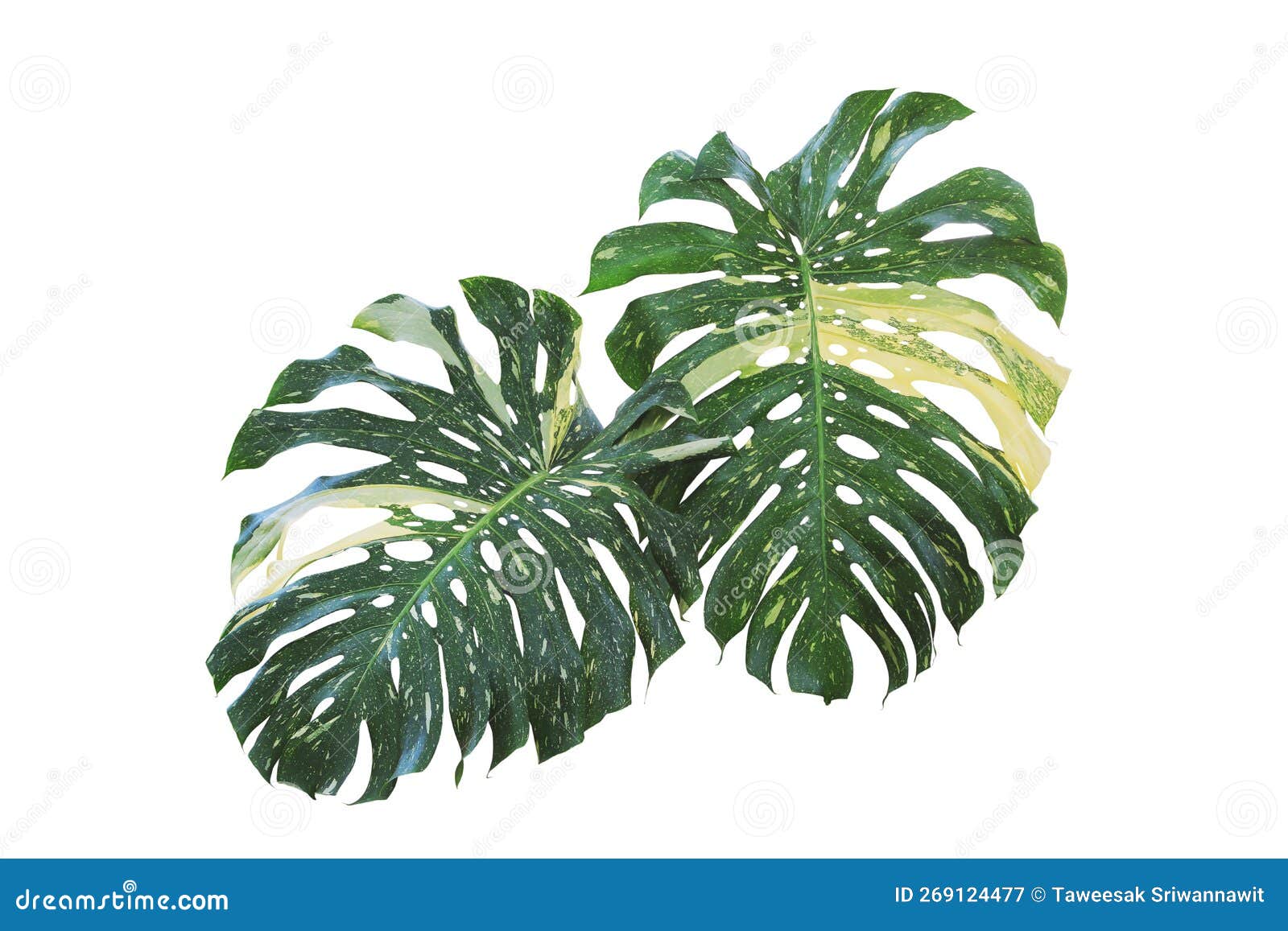 Variegated Monstera Leaves Isolated on White Background with Clipping ...