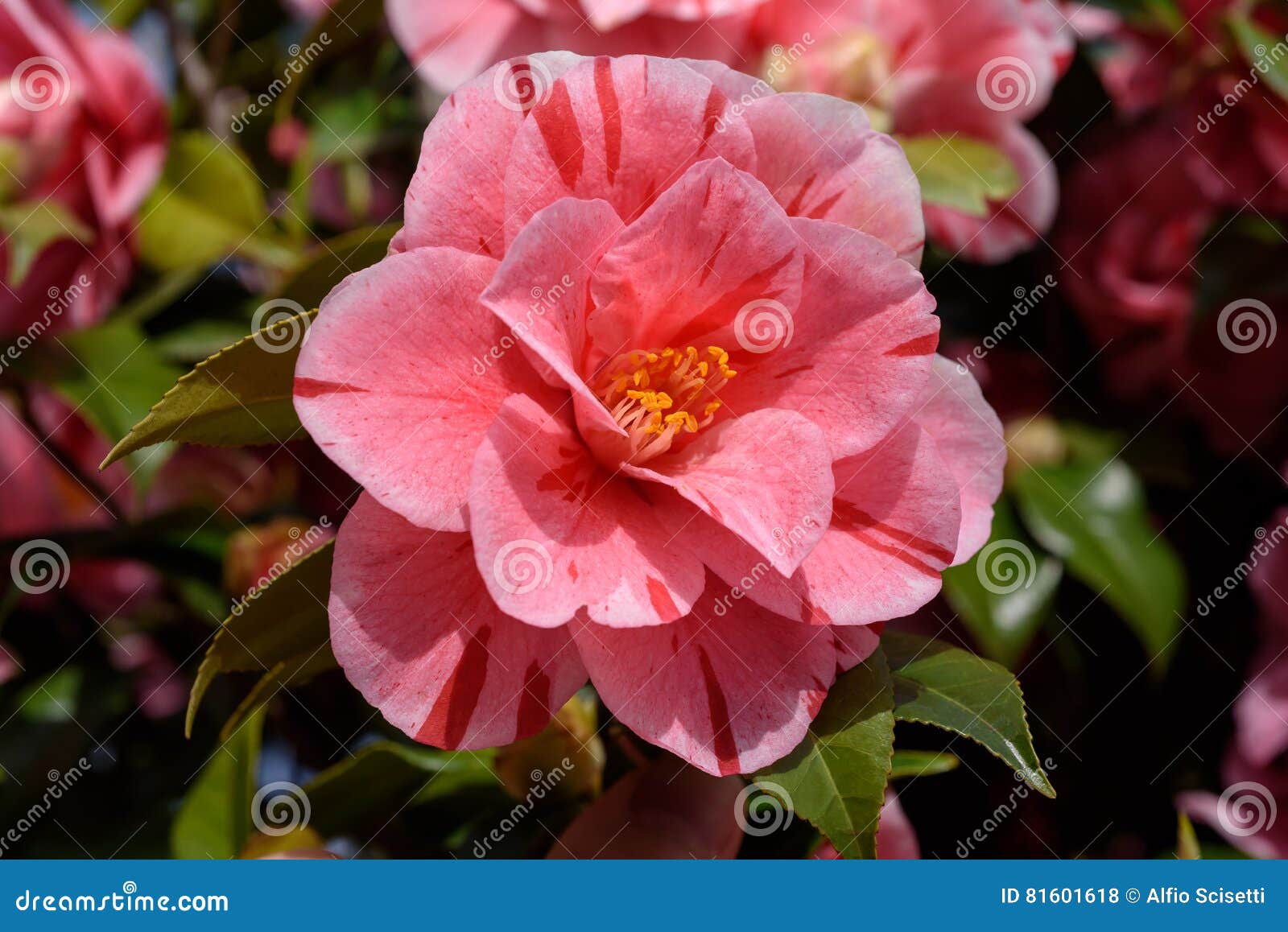 Variegated Pink Camellia stock photo. Image of leaves - 81601618