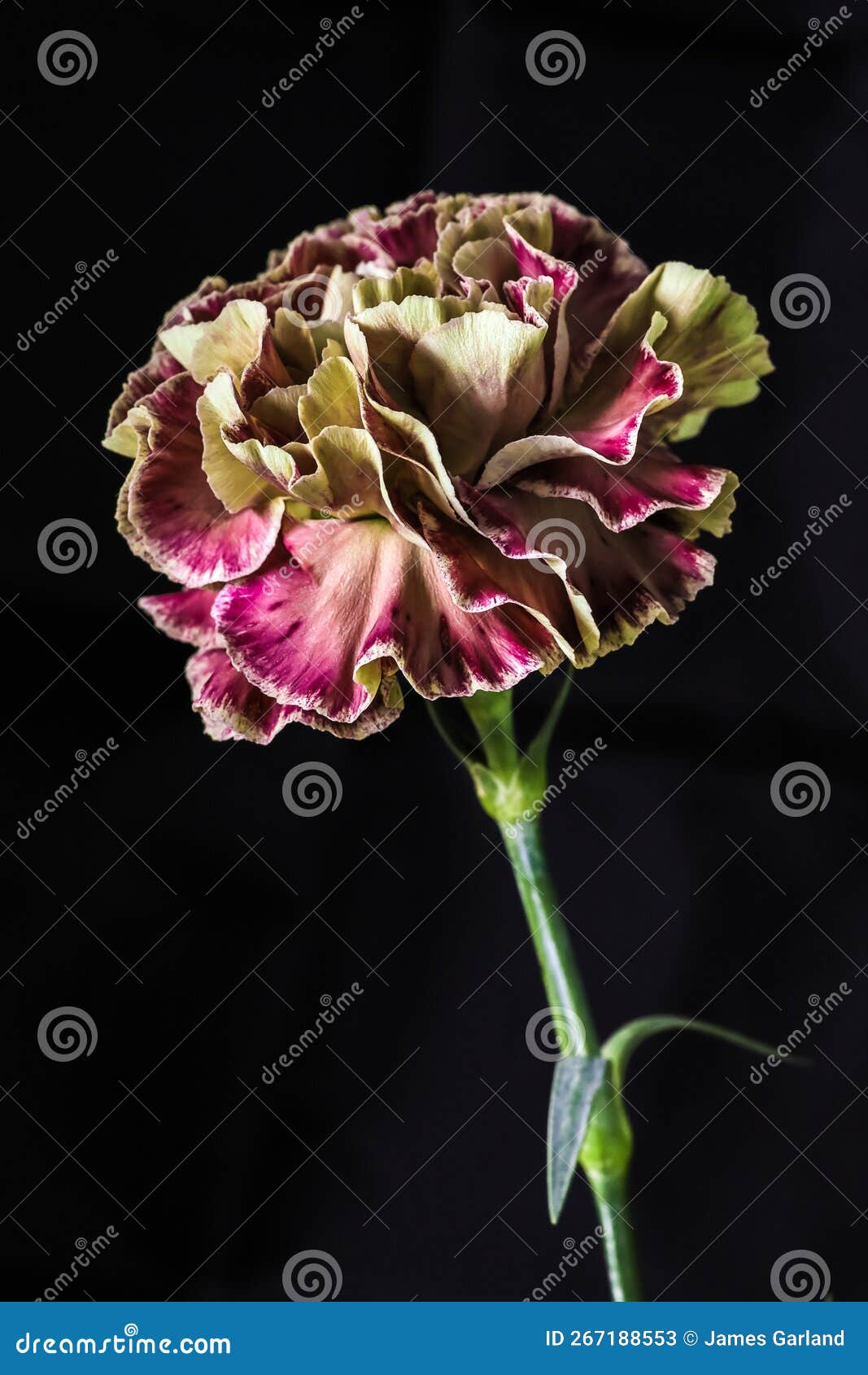 A Variegated Pink Carnation Stock Image - Image of blooming, colorful ...