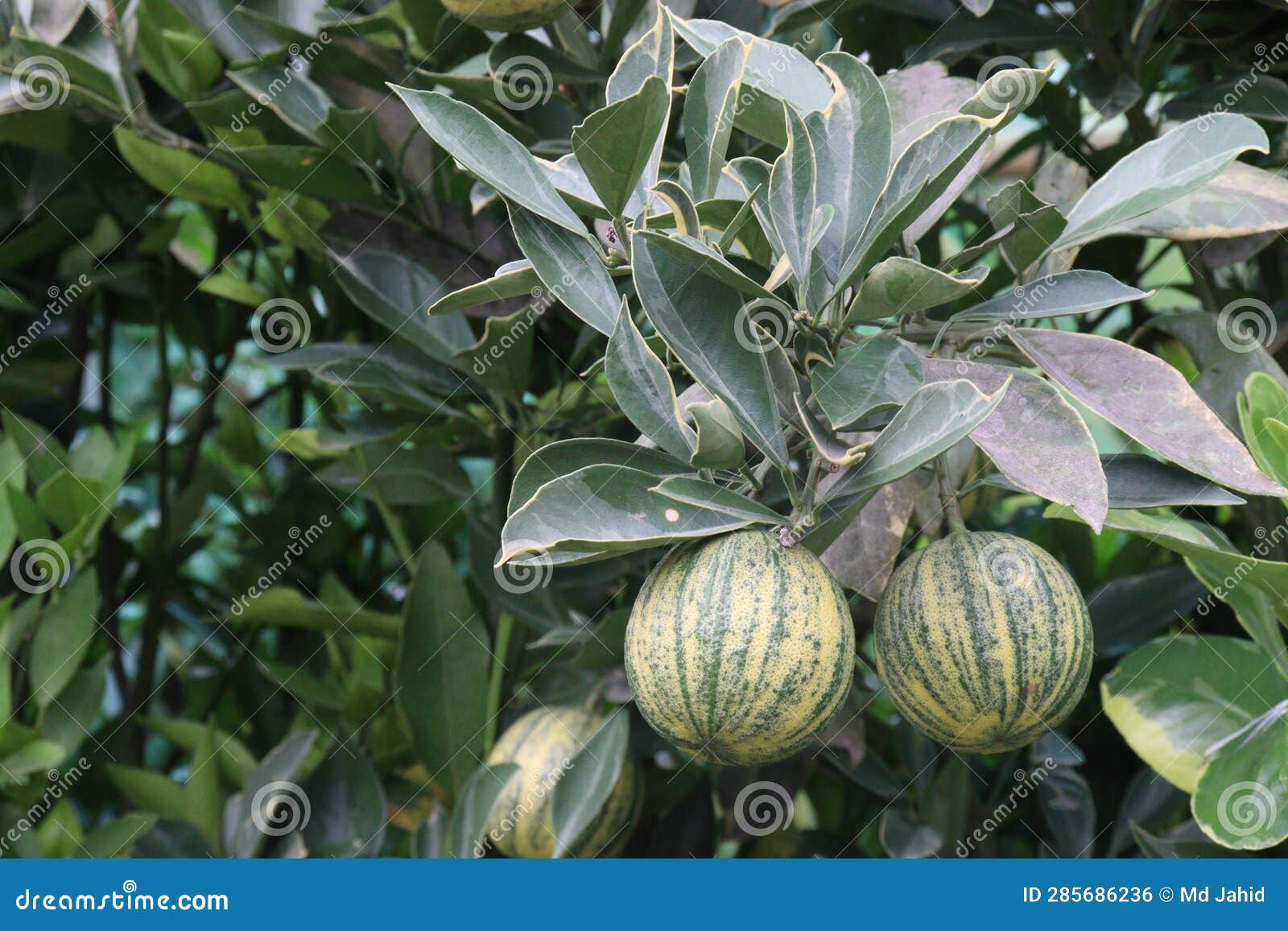Variegated Pink Lemon Fruit on Tree in Farm Stock Photo - Image of ...