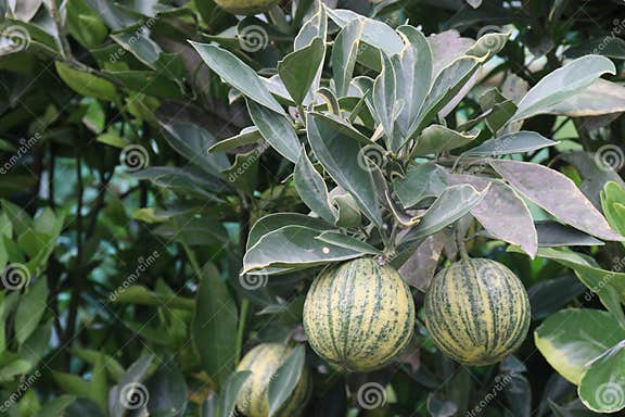 Variegated Pink Lemon Fruit on Tree in Farm Stock Photo - Image of ...