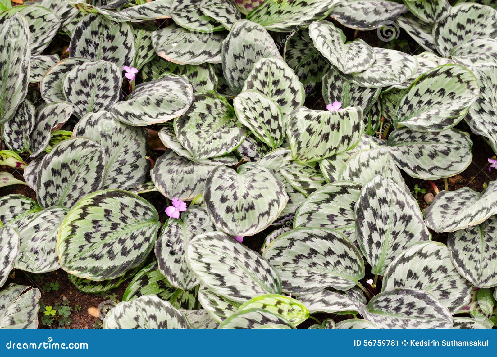 Variegated plant leaves stock image. Image of beautiful - 56759781 Variegated plant leaves stock image. Image of beautiful - 56759781