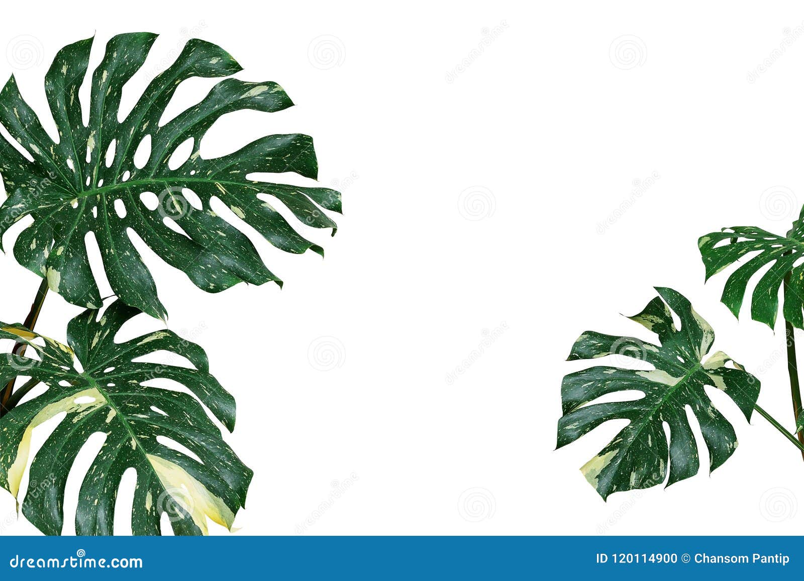 Variegated Plant Leaves Nature Background of Monstera or Split-leaf ... Variegated Plant Leaves Nature Background of Monstera or Split-leaf ...