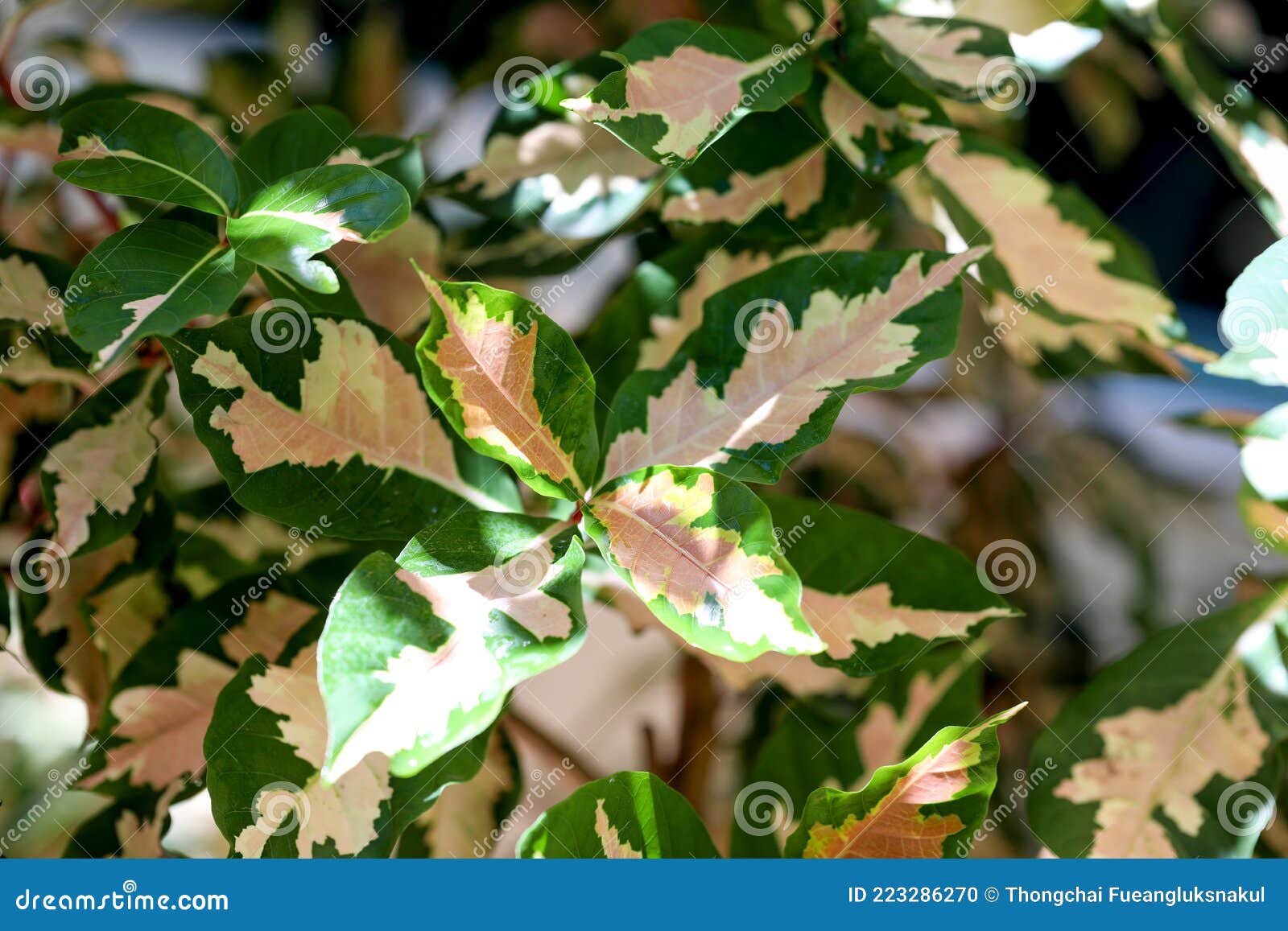 Variegated Plants For Background Or Wallpaper Royalty-Free Stock Photo ...
