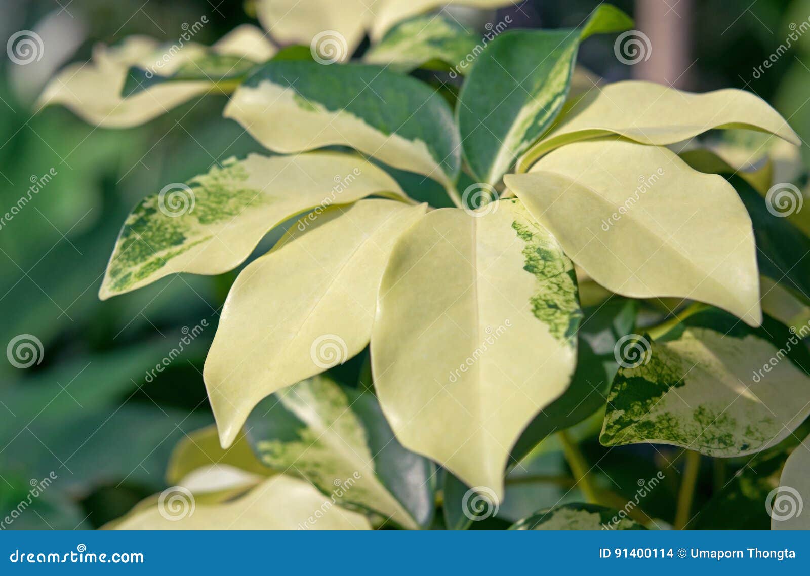 Variegated Plants For Background Or Wallpaper Royalty-Free Stock Photo ...