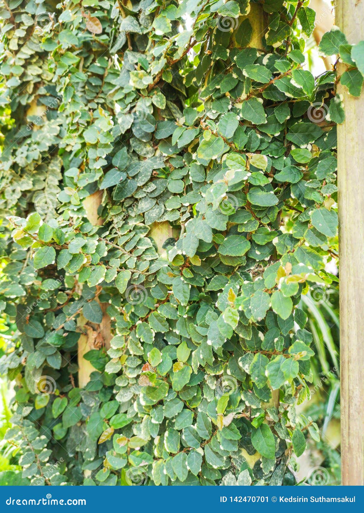 Variegated Plants For Background Or Wallpaper Royalty-Free Stock Photo ...