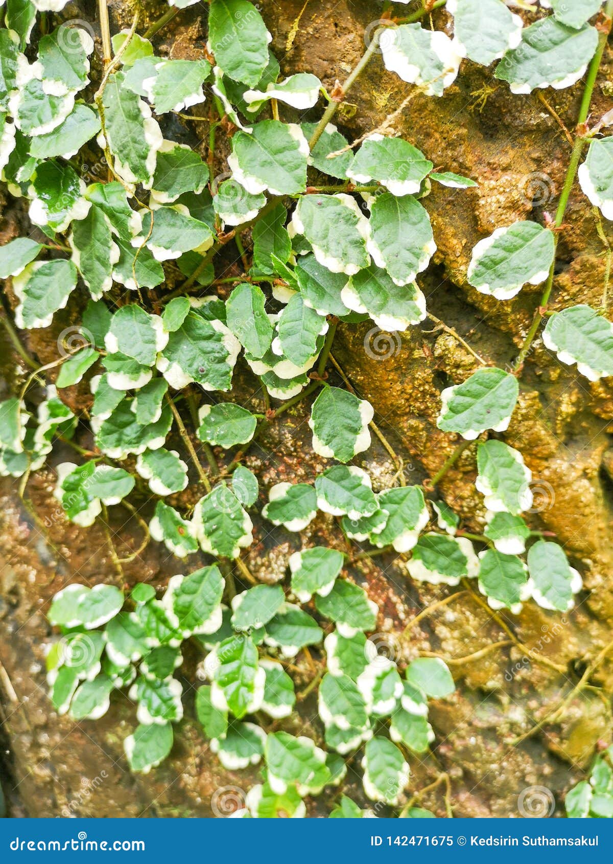 Variegated Plants For Background Or Wallpaper Royalty-Free Stock Photo ...