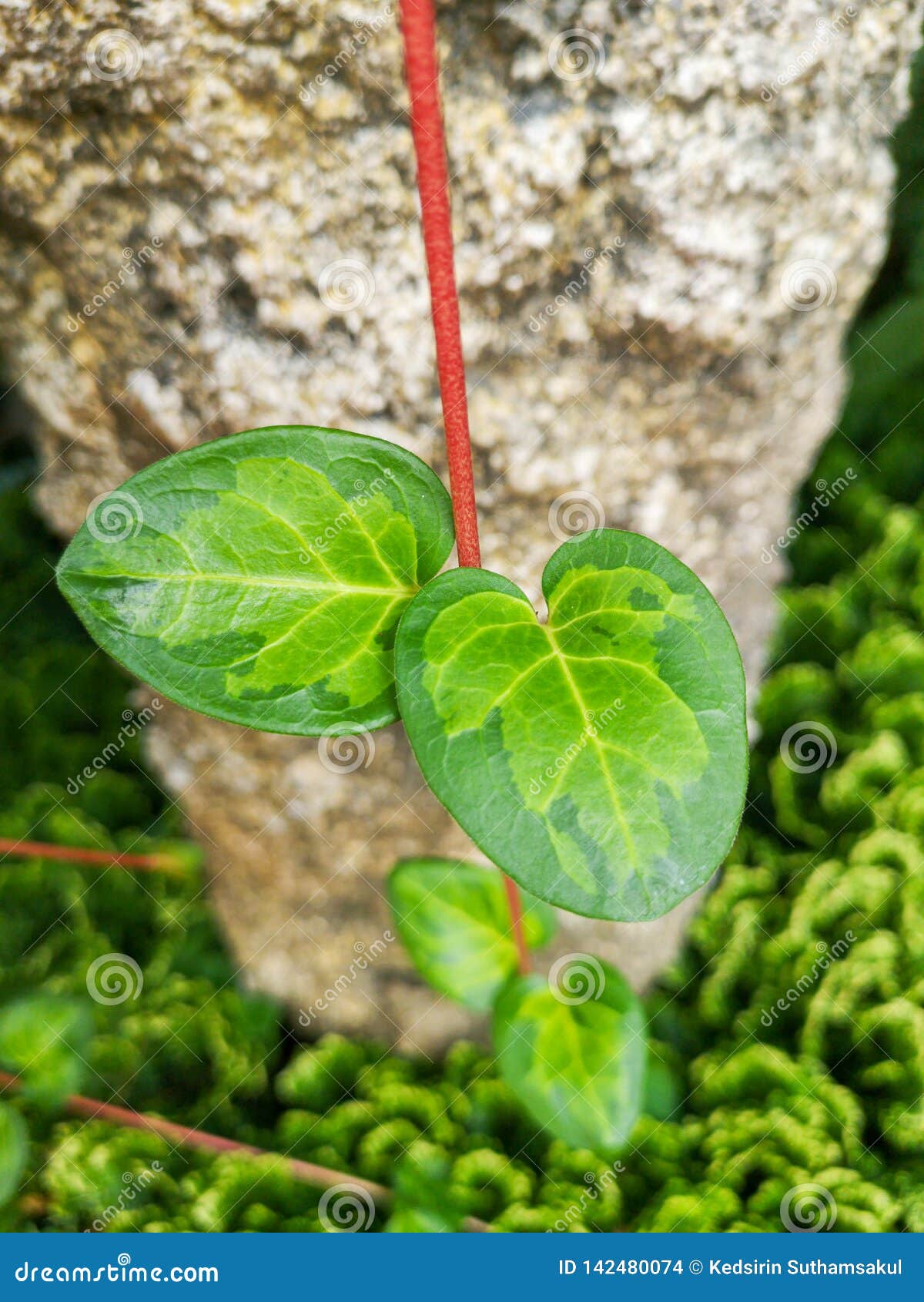 Variegated Plants For Background Or Wallpaper Royalty-Free Stock Photo ...