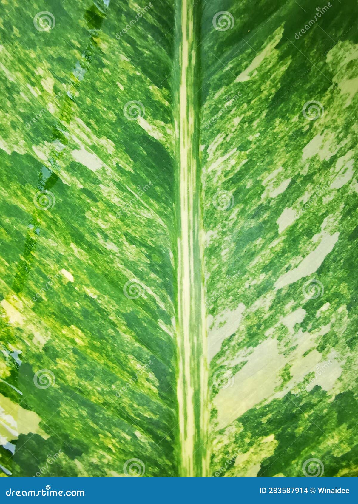 Variegated Plants Leaf Stock Photography | CartoonDealer.com #283587914