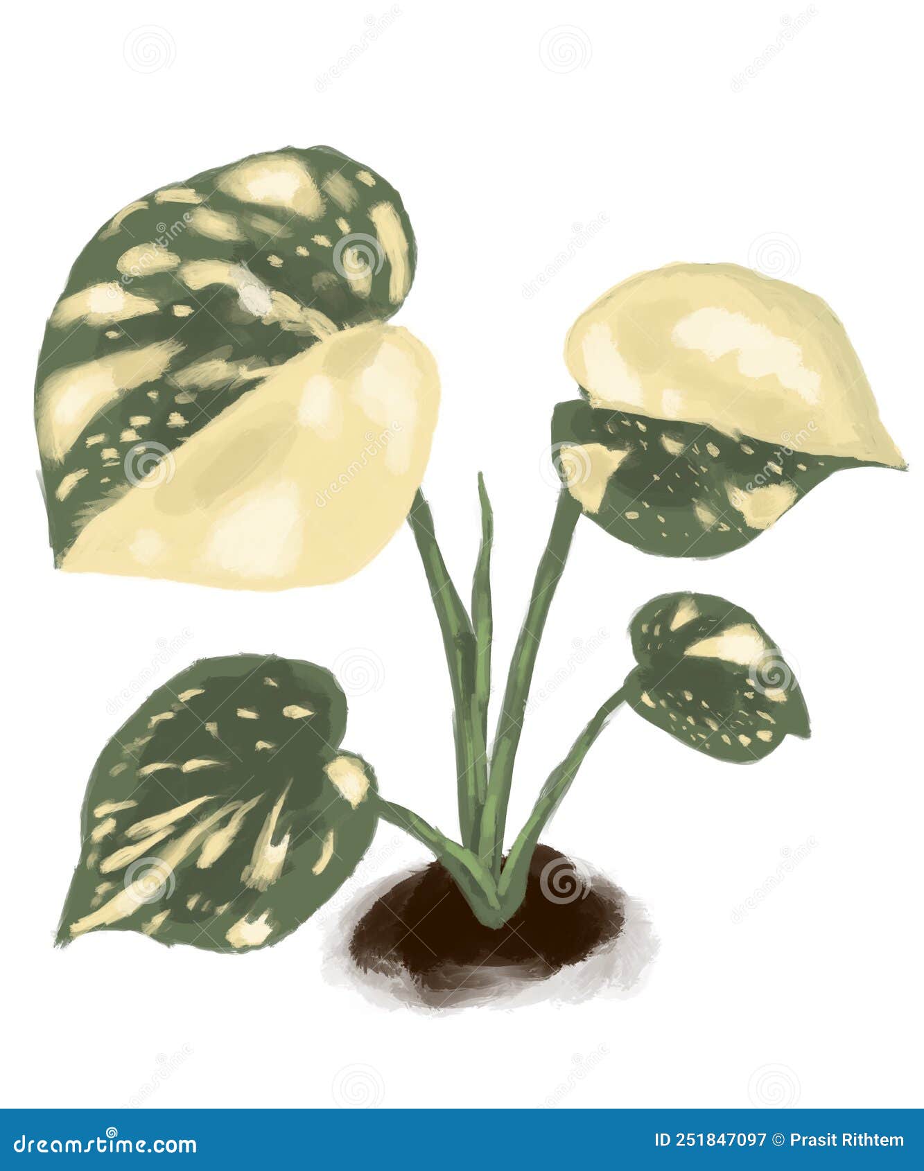Variegated Plants Monstera Paint in Acrylic Stock Illustration ...