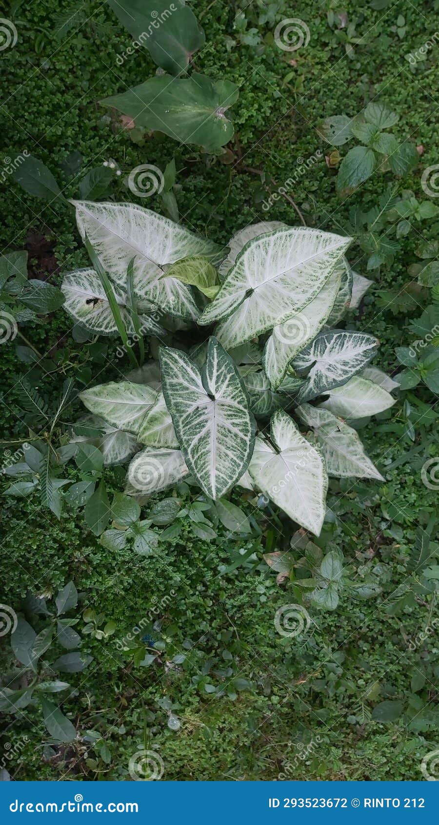 Variegated Plants For Background Or Wallpaper Stock Photography ...