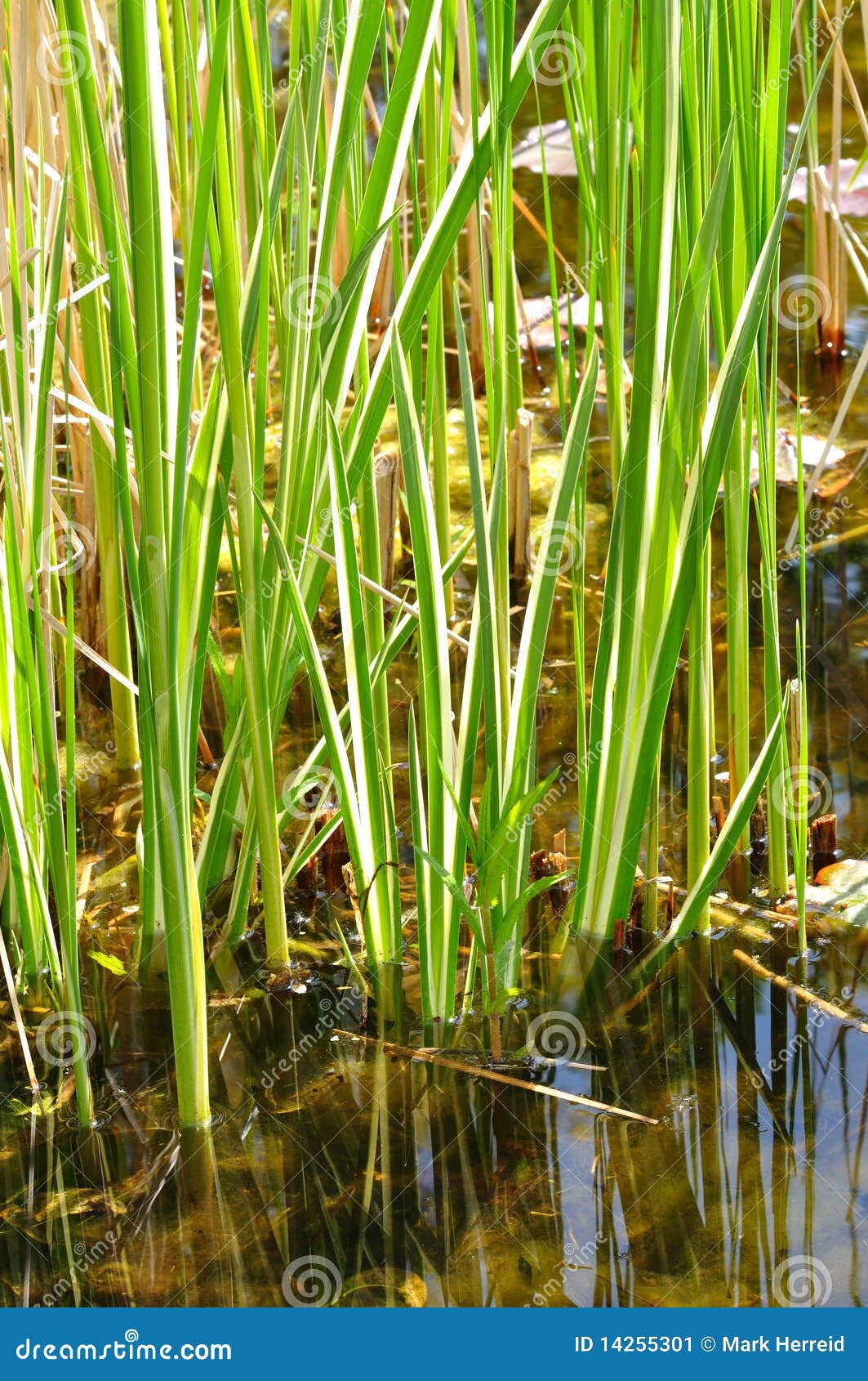 Variegated Reeds stock image. Image of water, reeds, vertical - 14255301