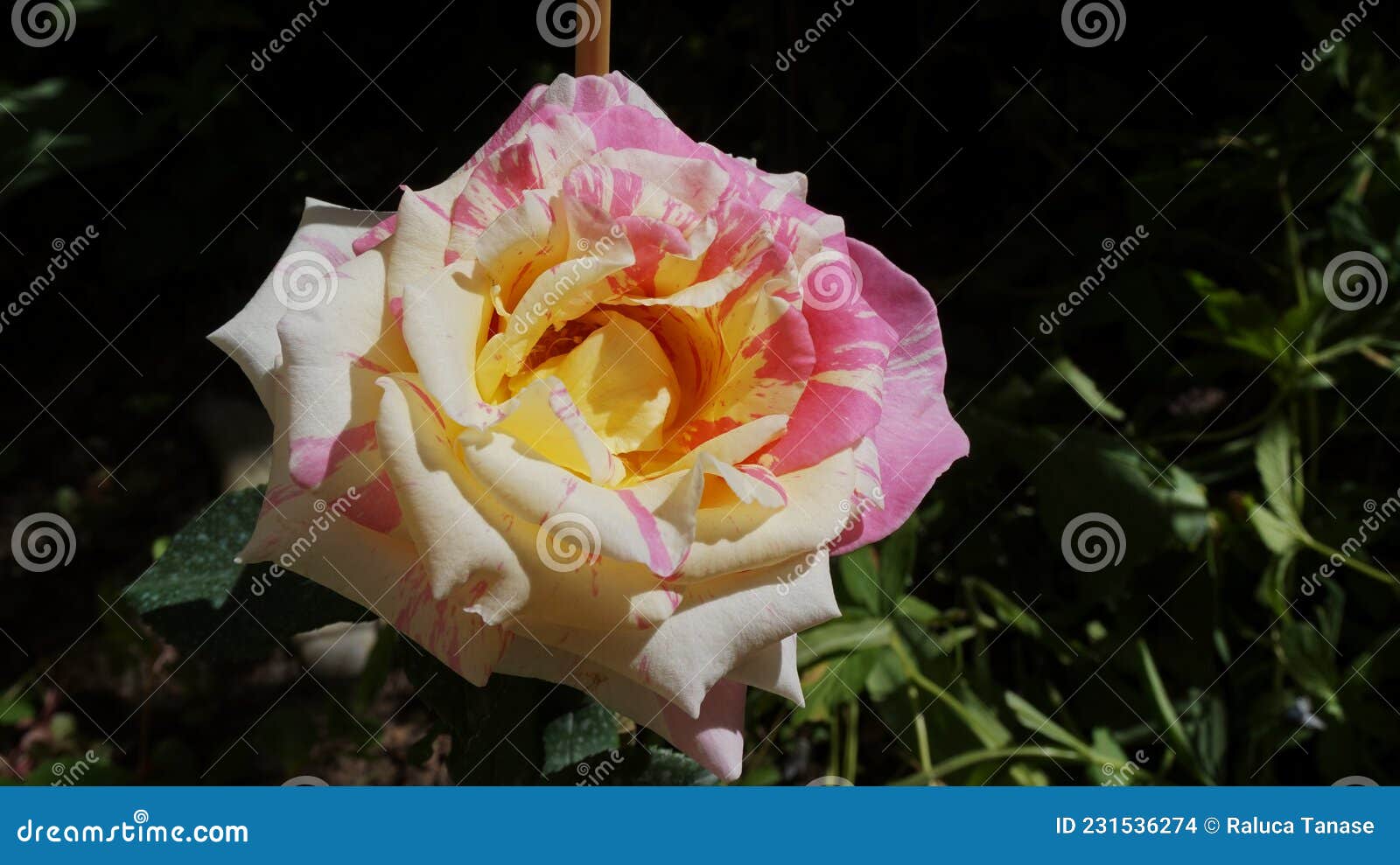 Variegated rose stock photo. Image of outdoor, variety - 231536274
