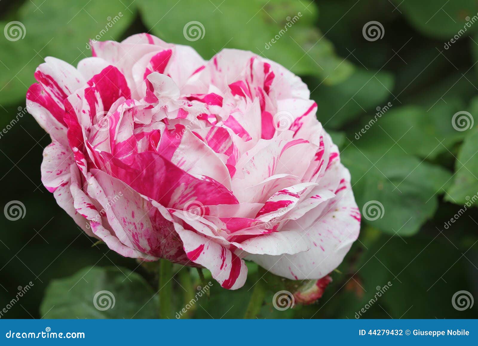Variegated rose stock photo. Image of drop, decoration - 44279432