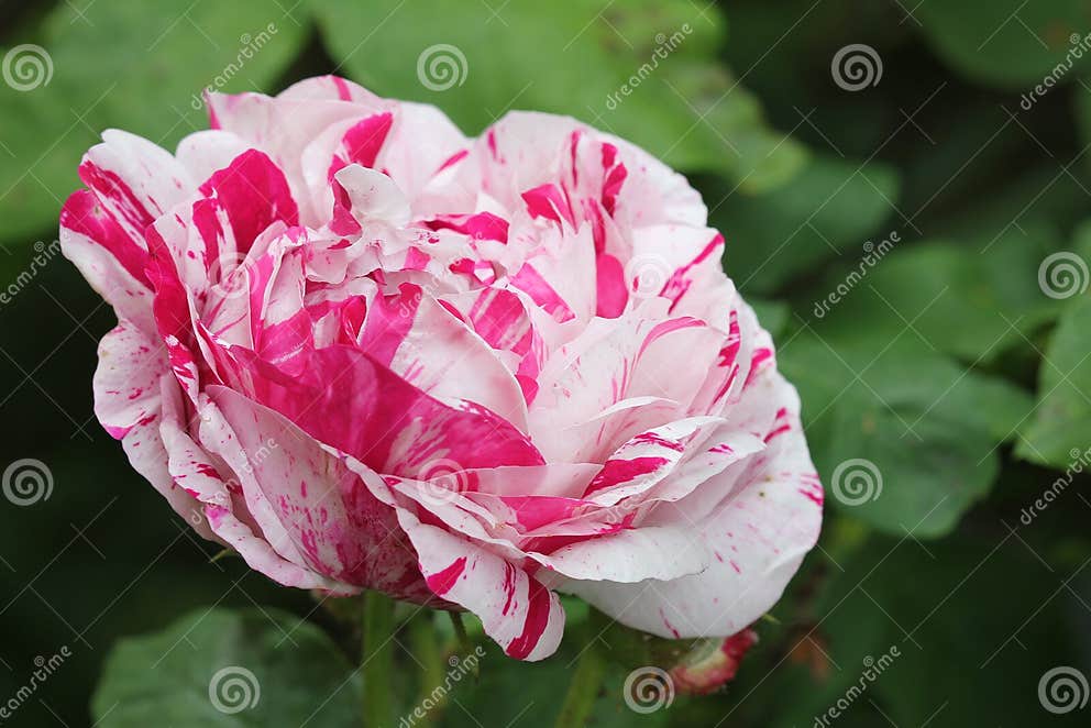 Variegated rose stock photo. Image of drop, decoration - 44279432